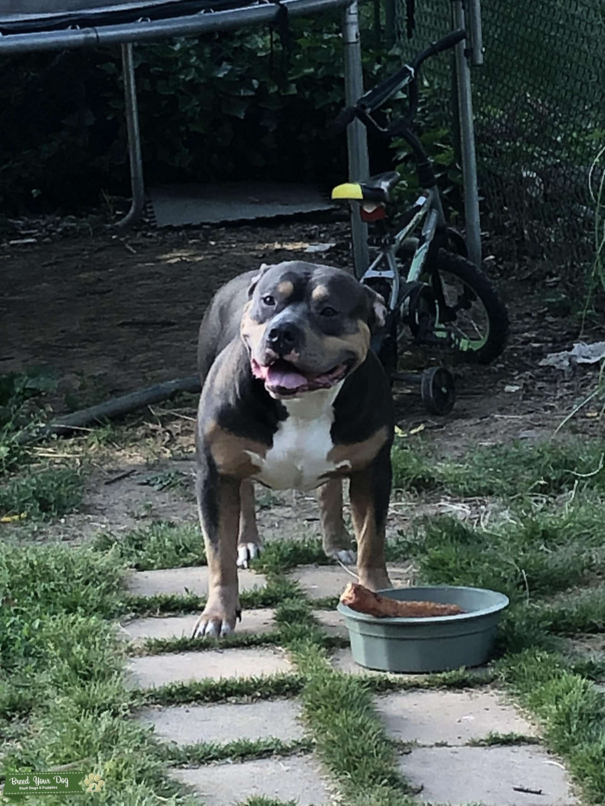 Tri colored American bully - Stud Dog in East coast, the United States ...