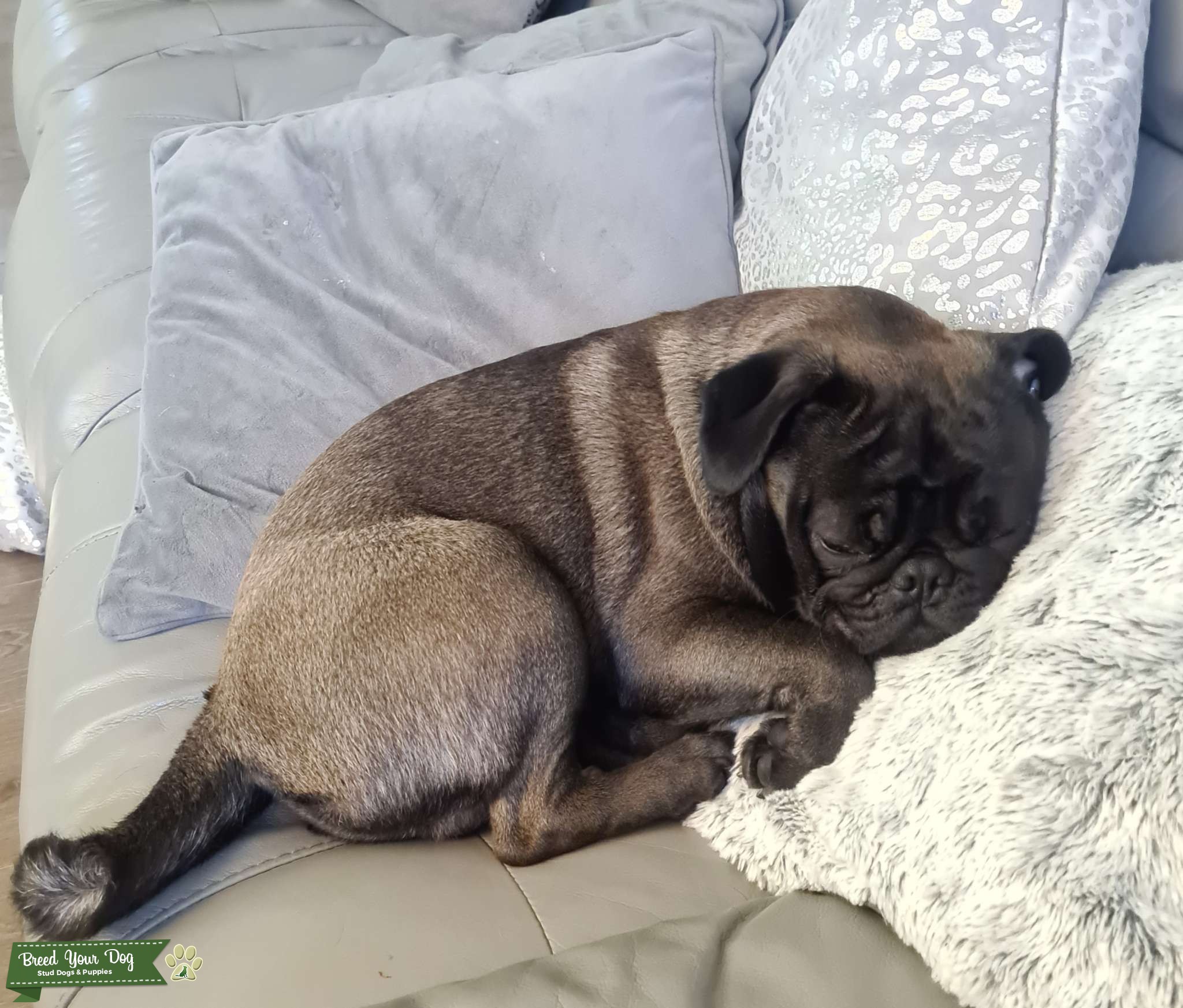 Silver Pug - Stud Dog in West Midlands, United States | Breed Your Dog