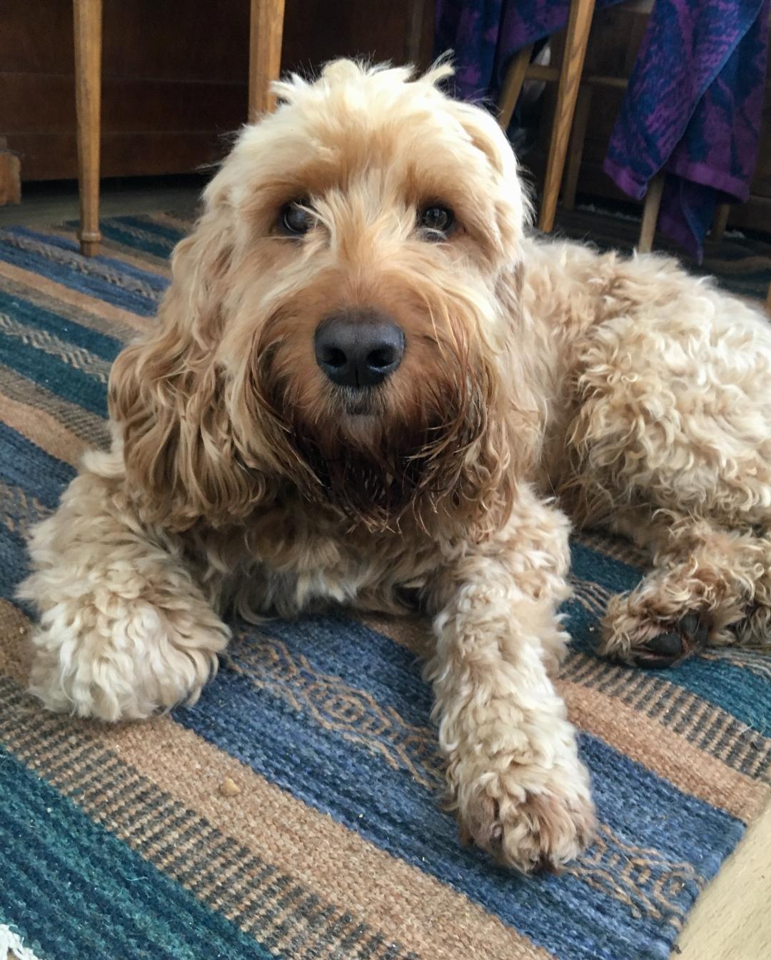 Golden Cockerpoo for stud - Stud Dog in south west, United Kingdom ...