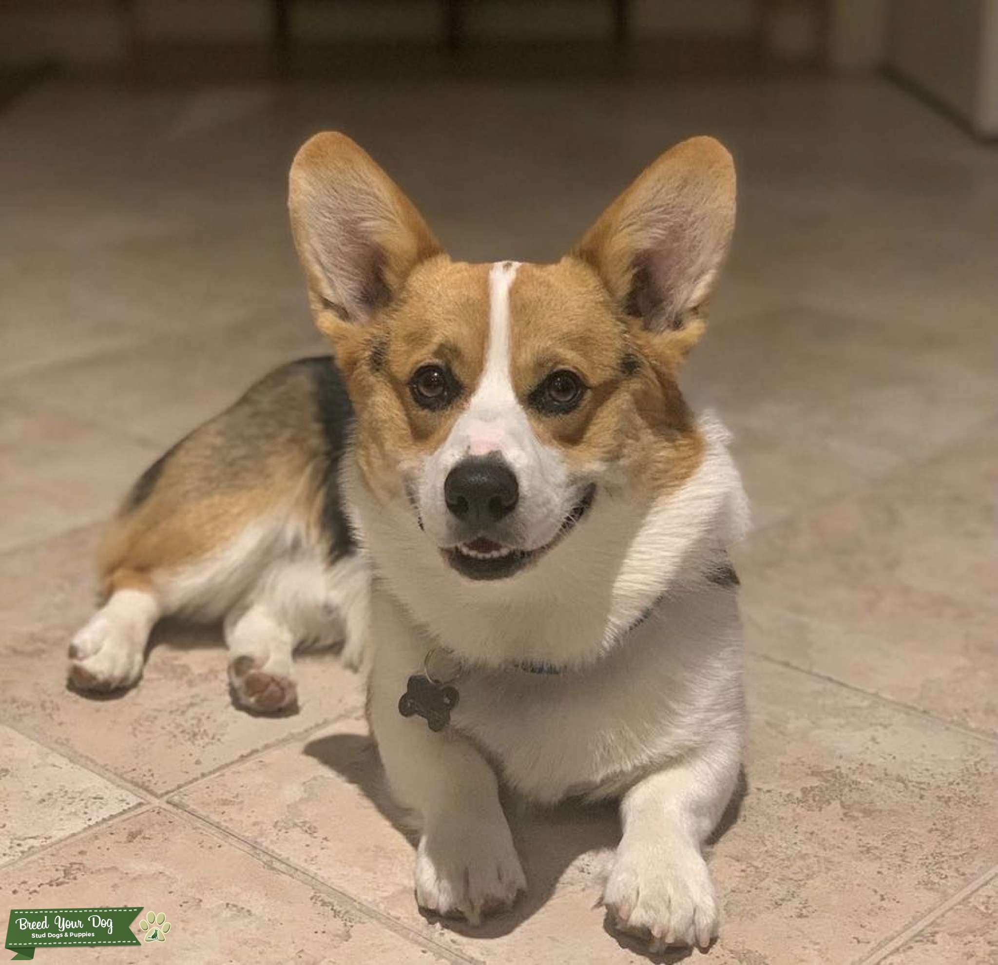 Purebred Corgi for Stud Service - Stud Dog in Northern California , the ...