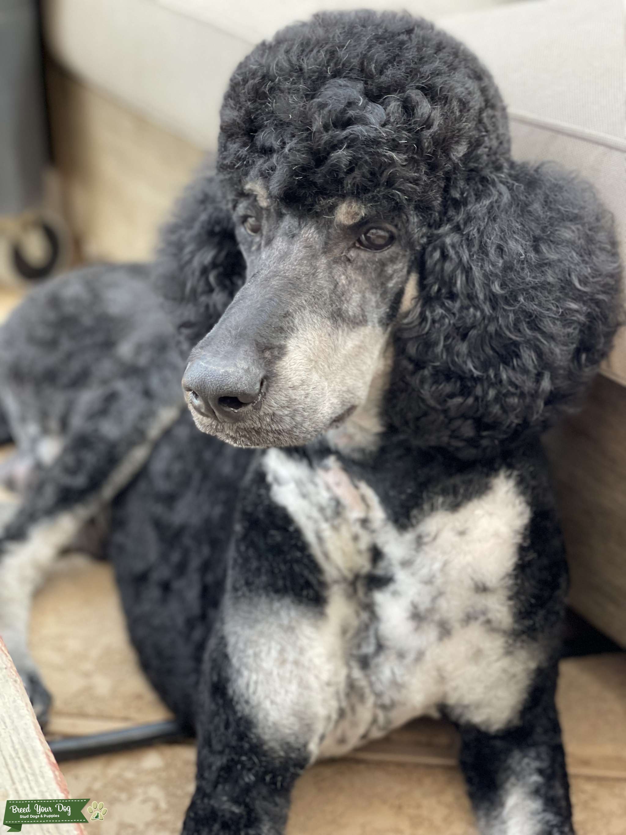 Stud Dog - Standard Phantom Abstract Poodle - Breed Your Dog