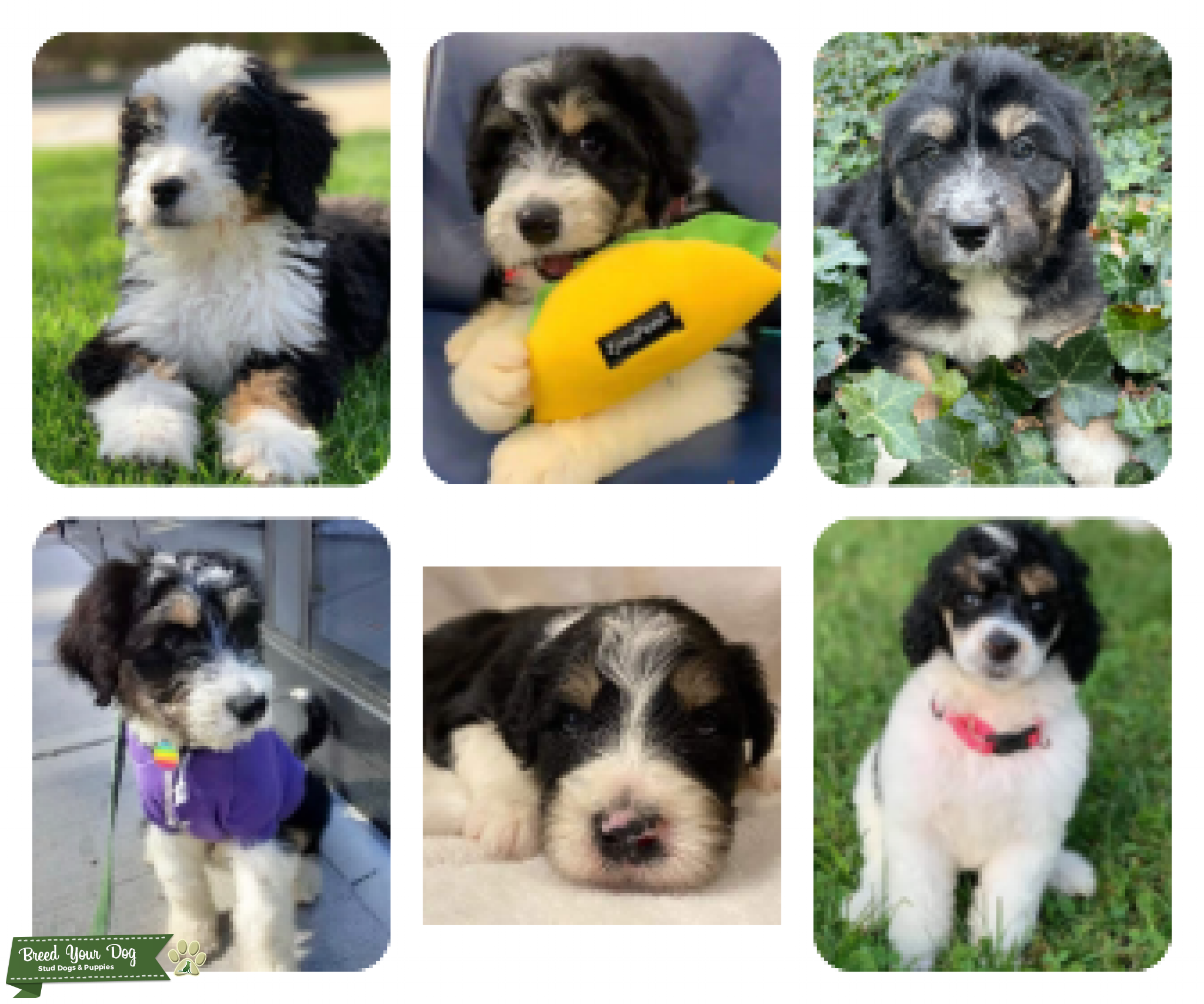 Standard Phantom Abstract Poodle - Stud Dog in Arizona, the United ...