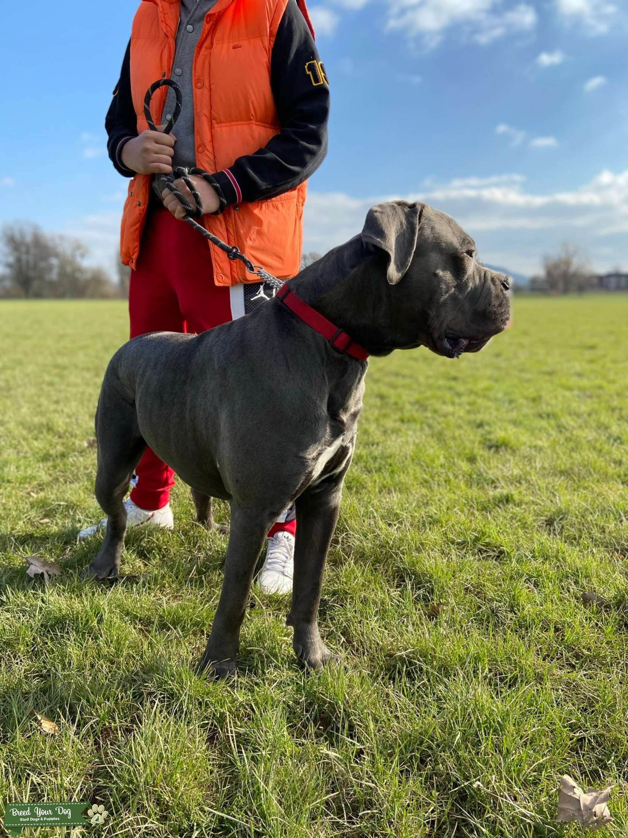 Cane Corso - Stud Dog in hereford, the United States | Breed Your Dog