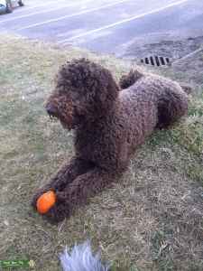 Gorgeous PROVEN Chocolate Labradoodle Curly Coated STUD - Stud Dog in ...