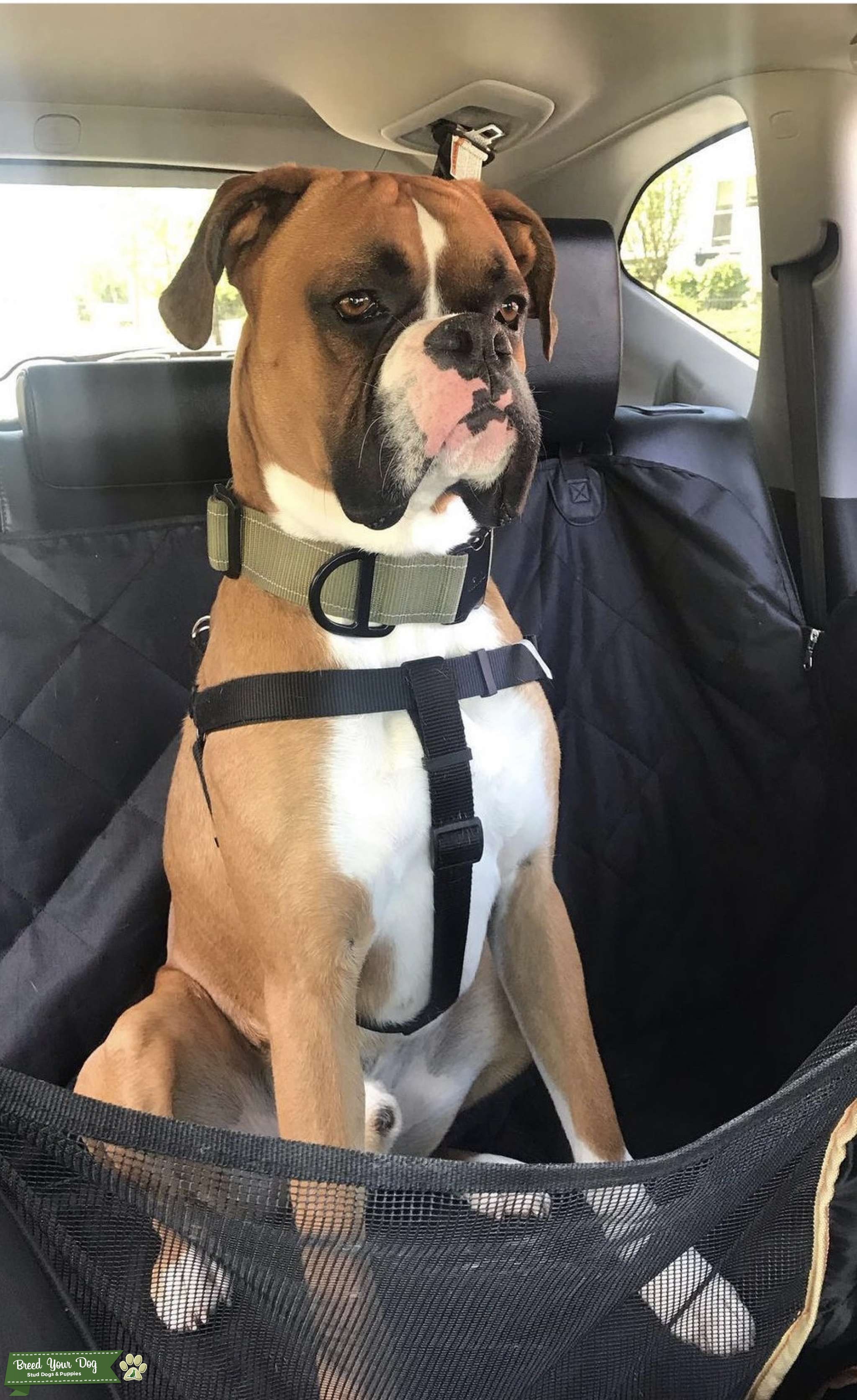 AKC registered purebred flashy fawn Boxer - Stud Dog in CT, the United ...