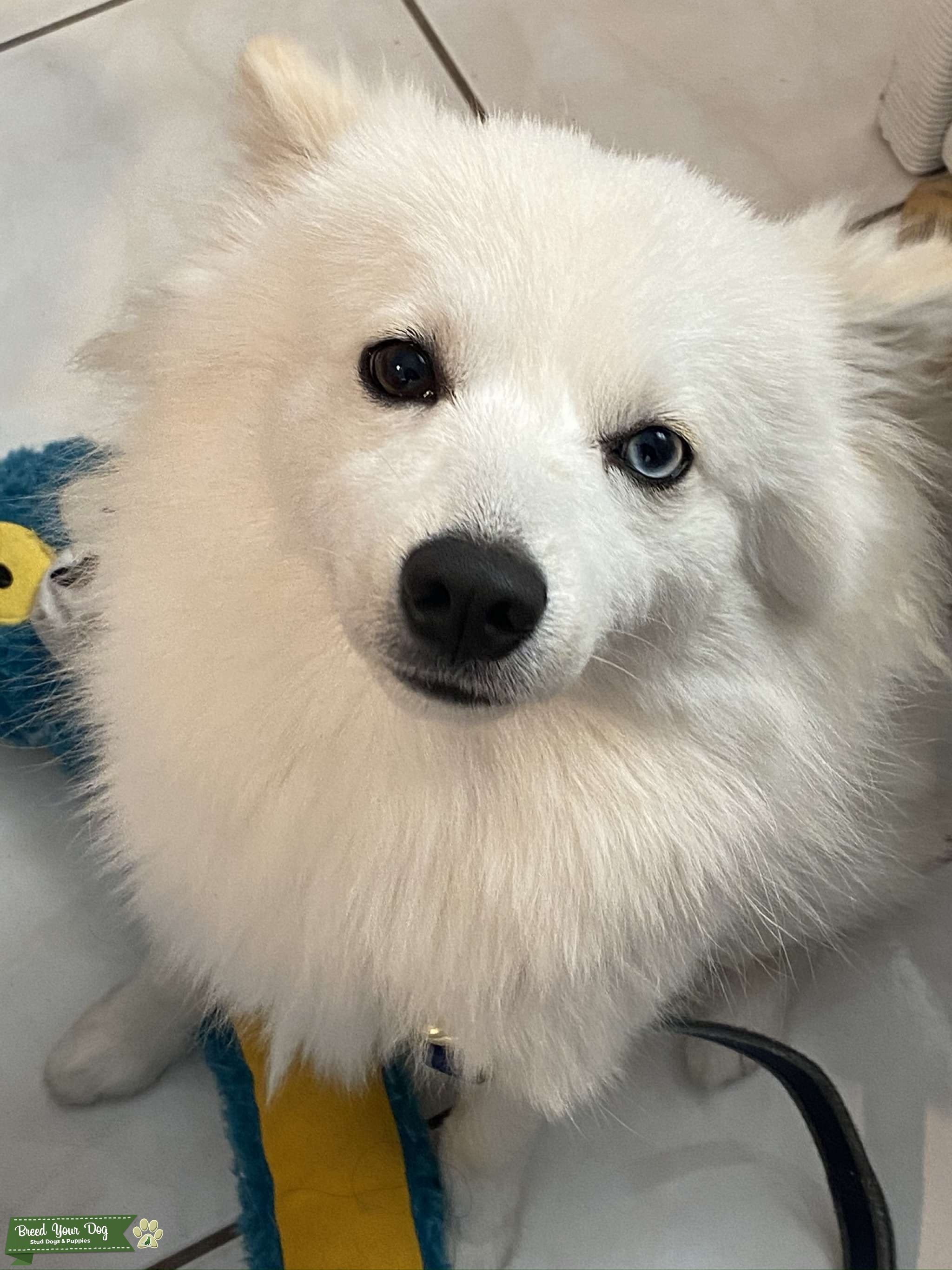 American Eskimo/Alaskan Klee Kai - Stud Dog in Seminole Fl , United ...