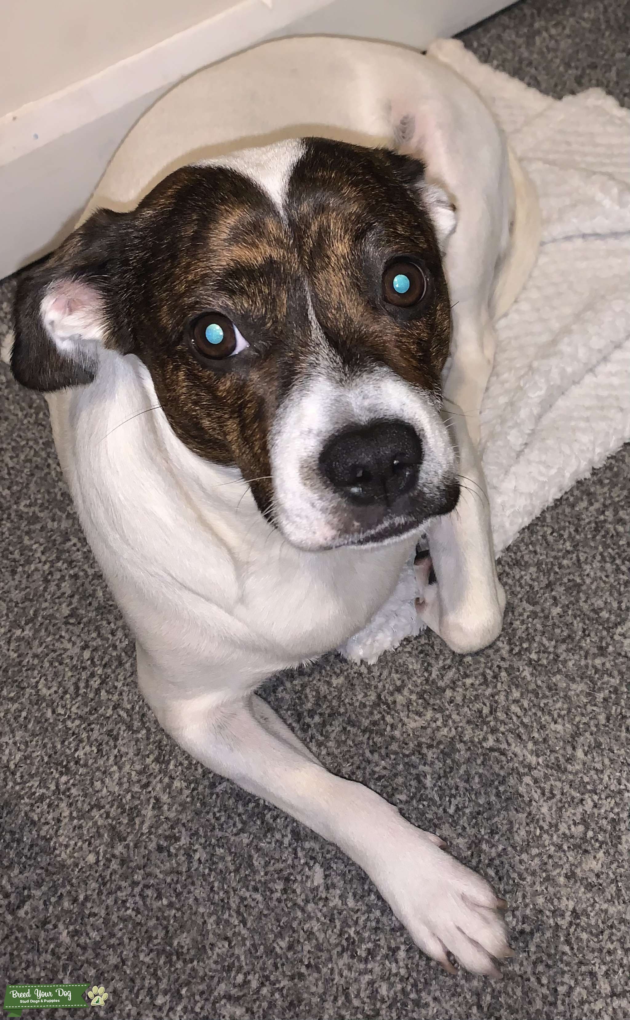 Beautiful Springer x Staff for Stud - Stud Dog in West Midlands, the ...