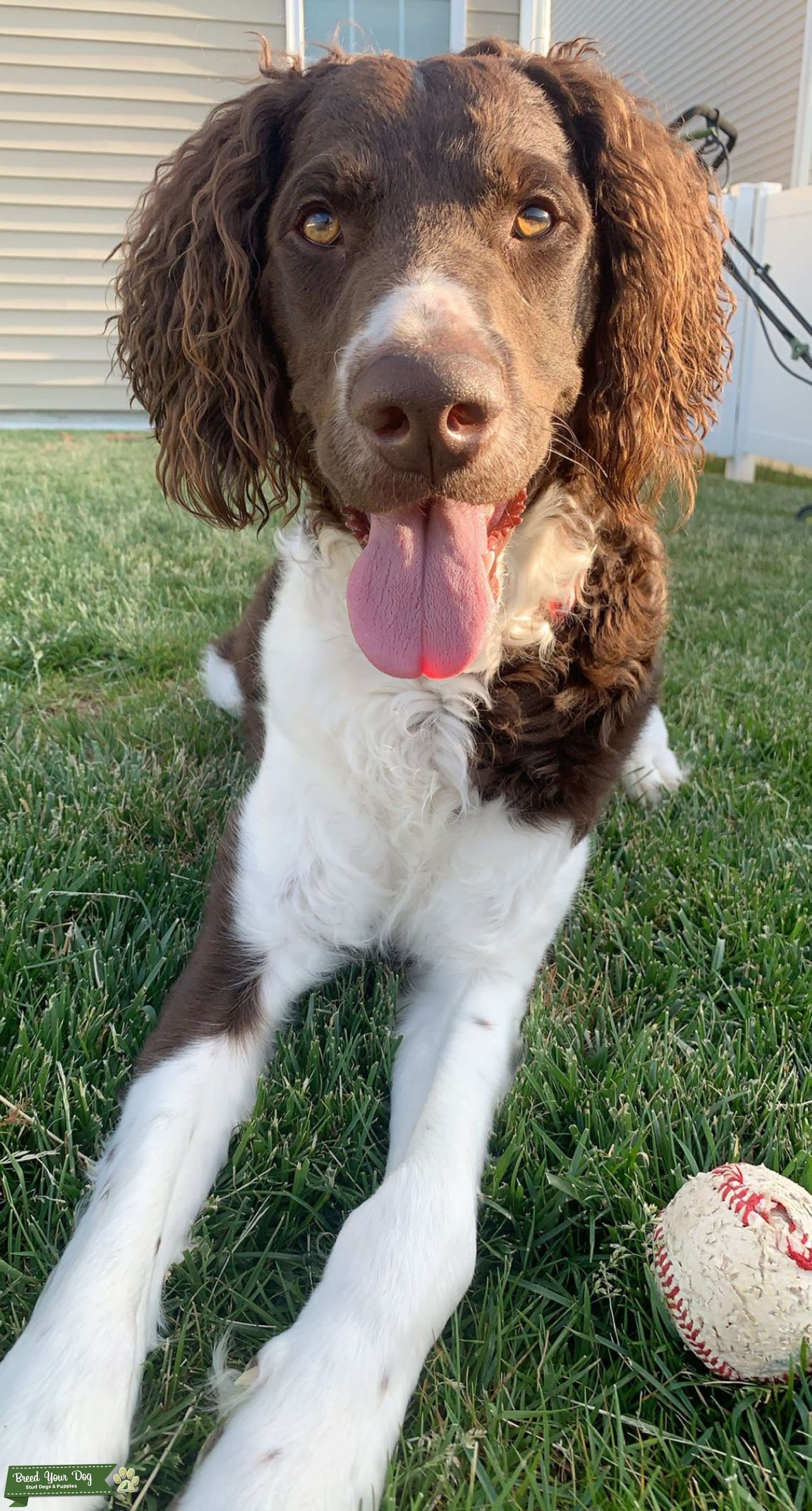 Multi-Colored Goldendoodle - Stud Dog in North Carolina , United States ...