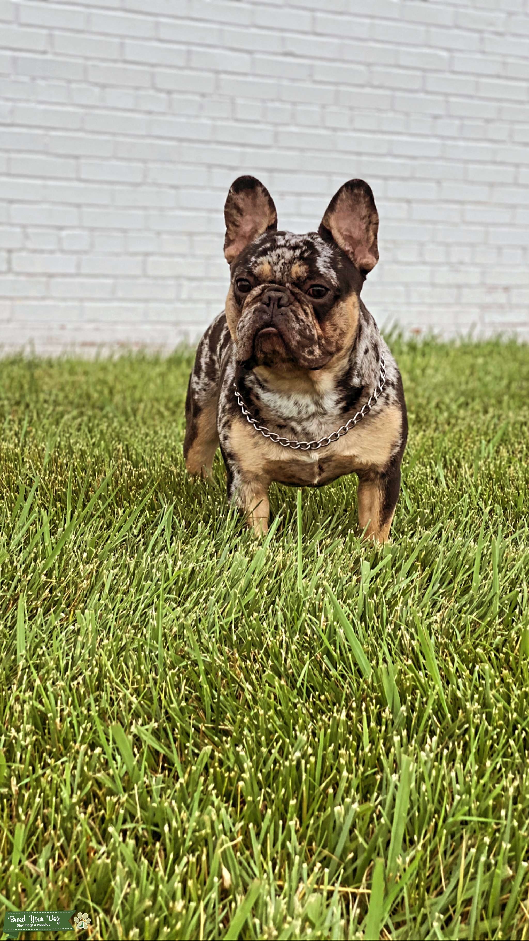 Picasso Merle Frenchie Up for stud services - Stud Dog in North ...