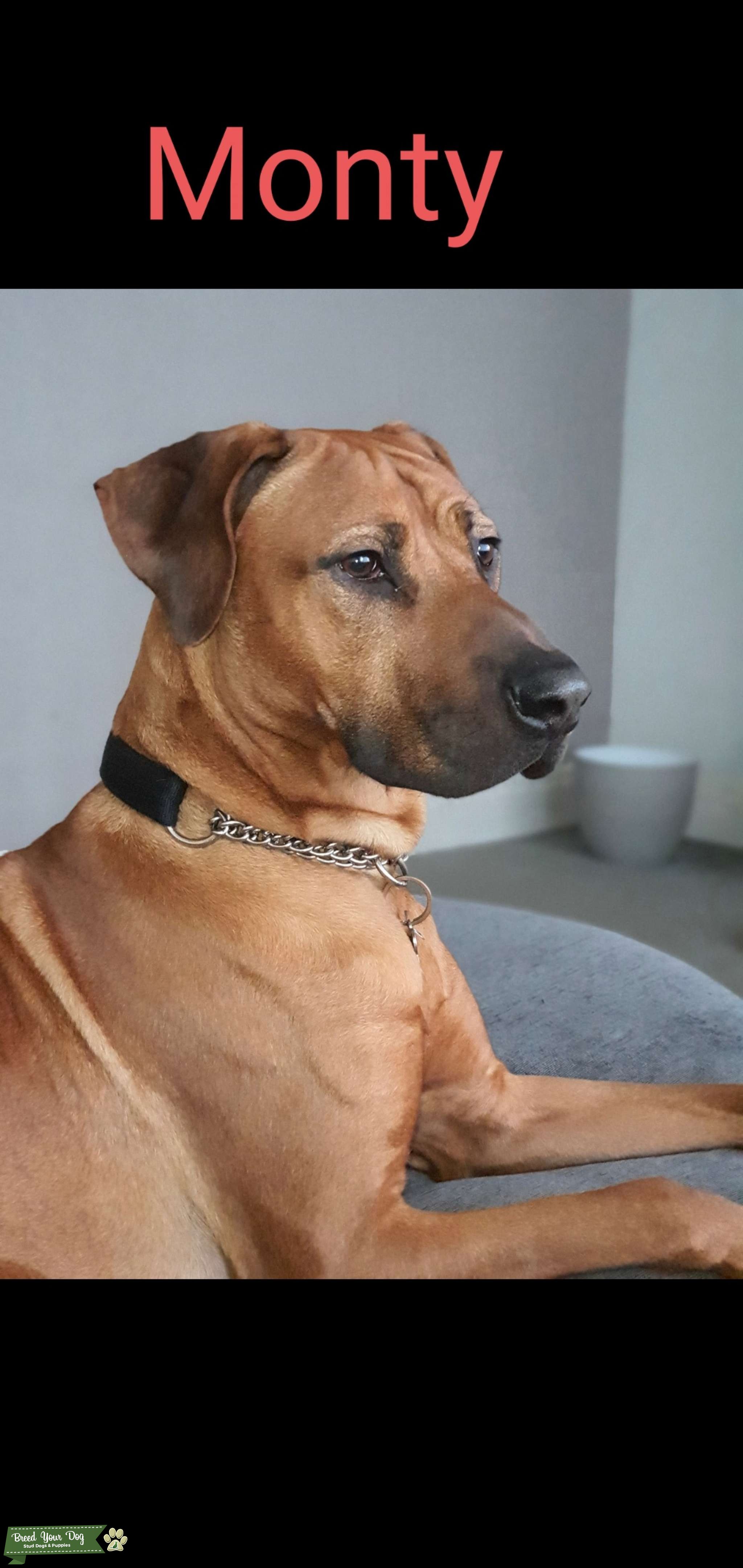 Beautiful Rhodesian Ridgeback Dod for Stud - Stud Dog in North West ...