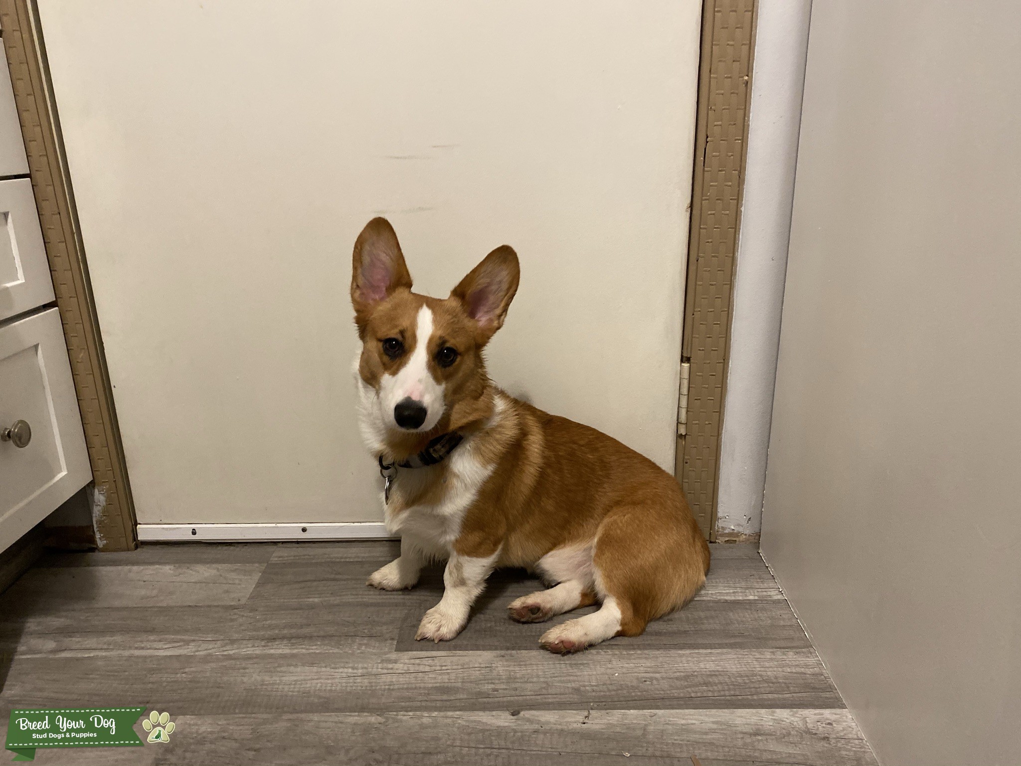 Male Corgi Stud - Stud Dog OH - Breed Your Dog