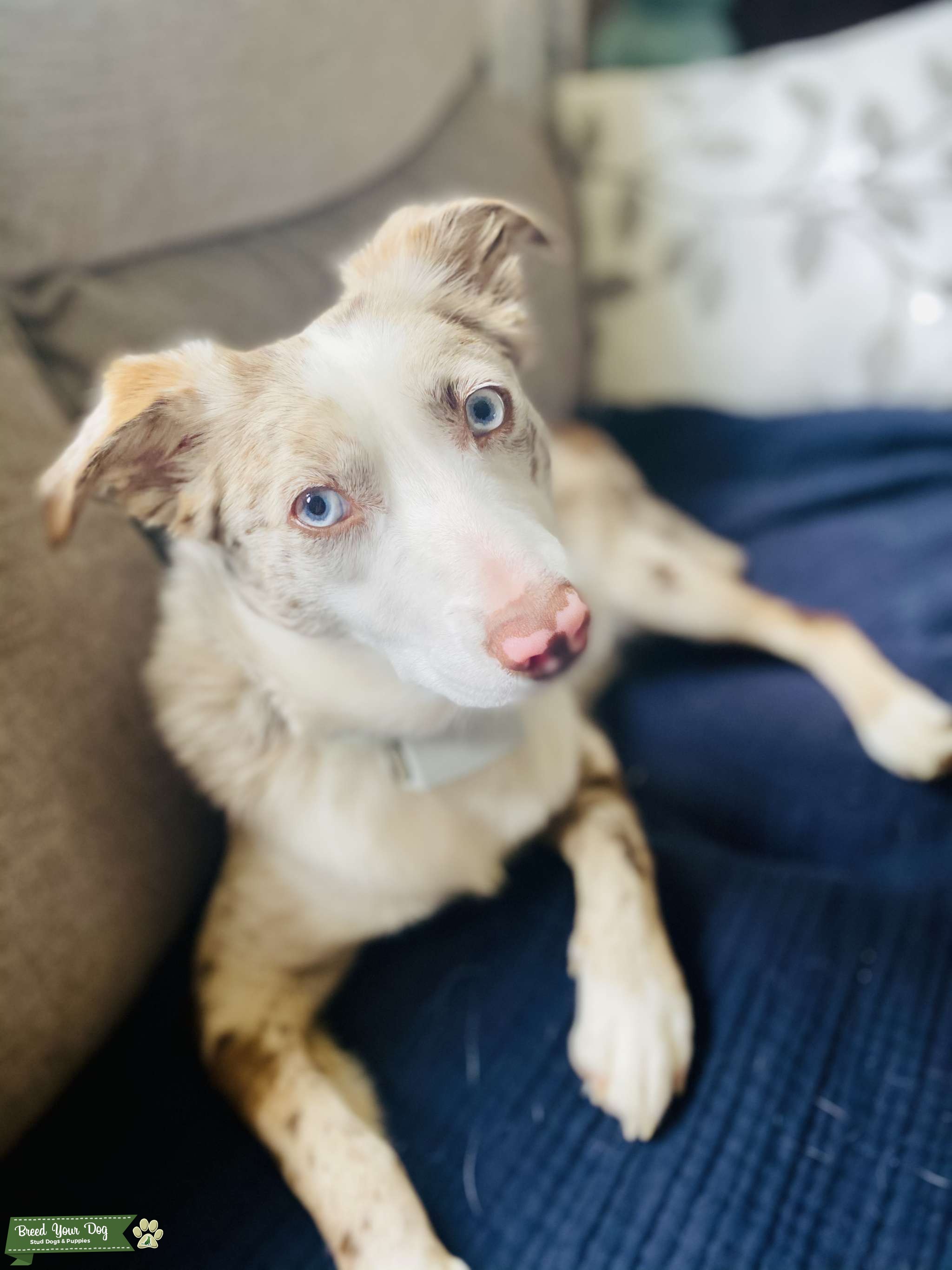 Mini Australian Shepard & Border Collie Mix - Stud Dog in New York, the ...