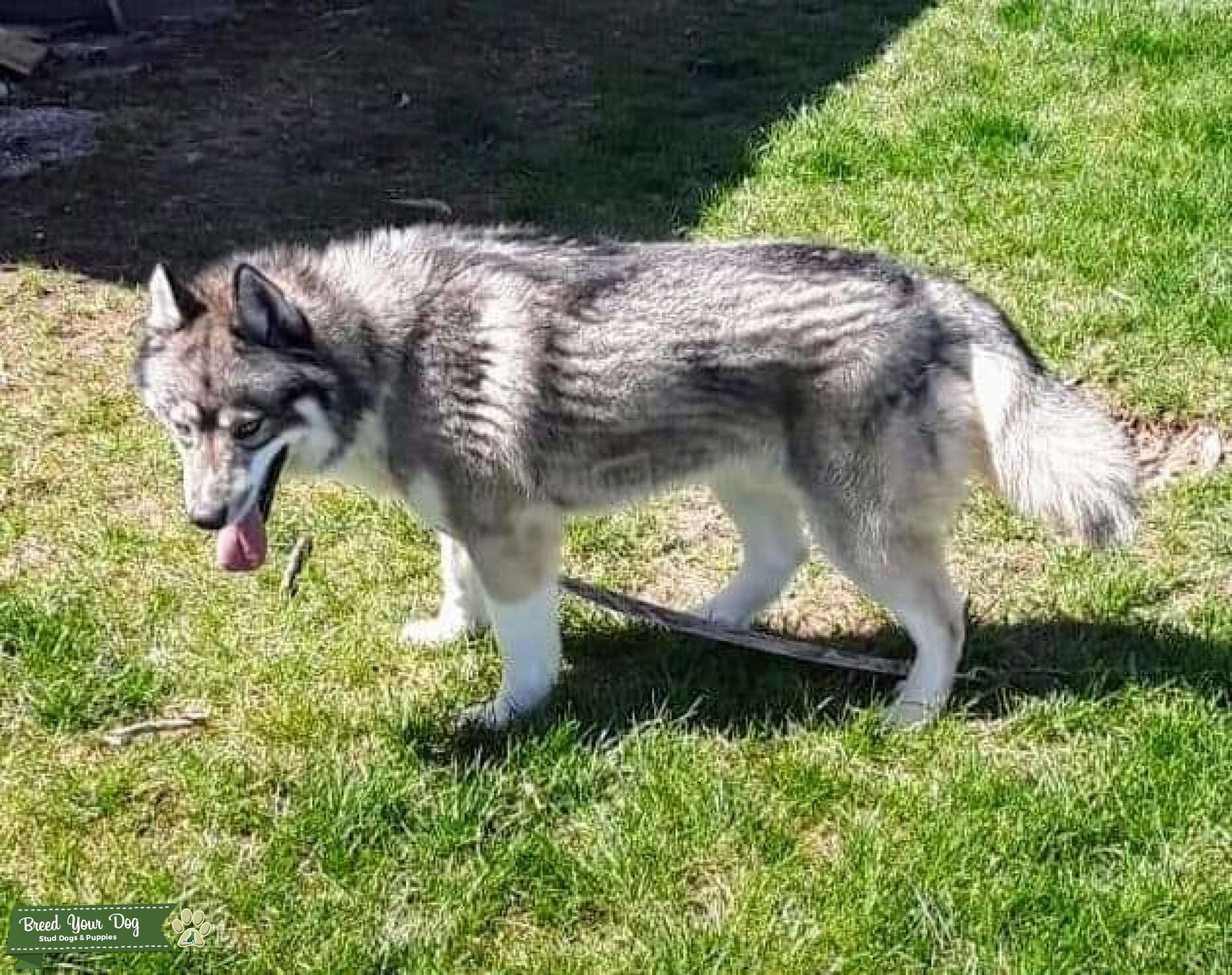 AKC agouti Siberian Husky - Stud Dog in Illinois, United States | Breed ...