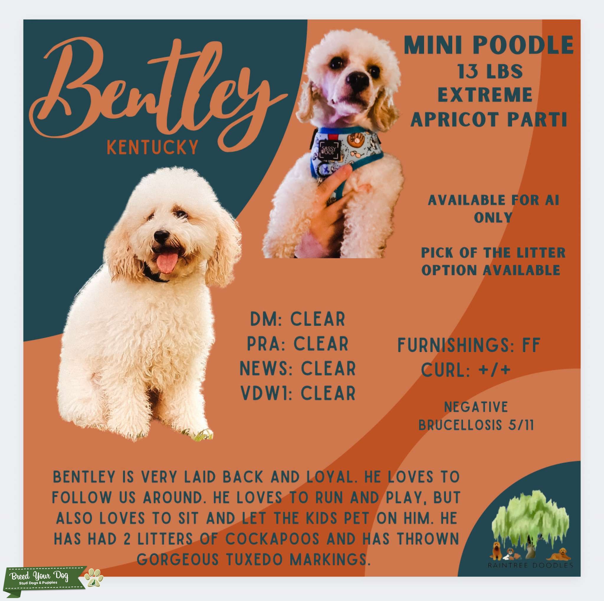 Extreme Parti Apricot Poodle - Stud Dog in Kentucky, the United States ...