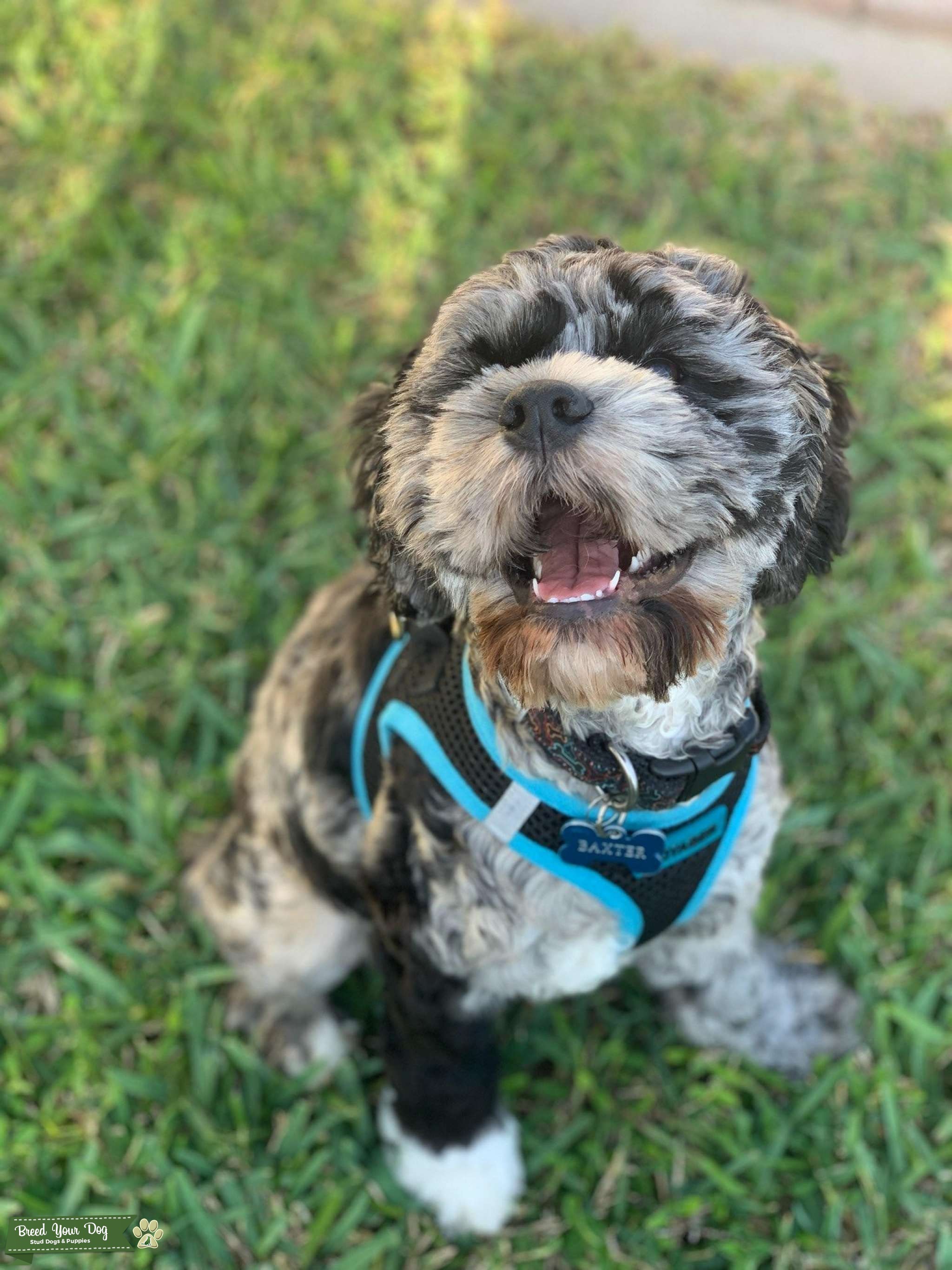 Blue Merle Cockapoo - Stud Dog in Pembroke Pines, the United States ...