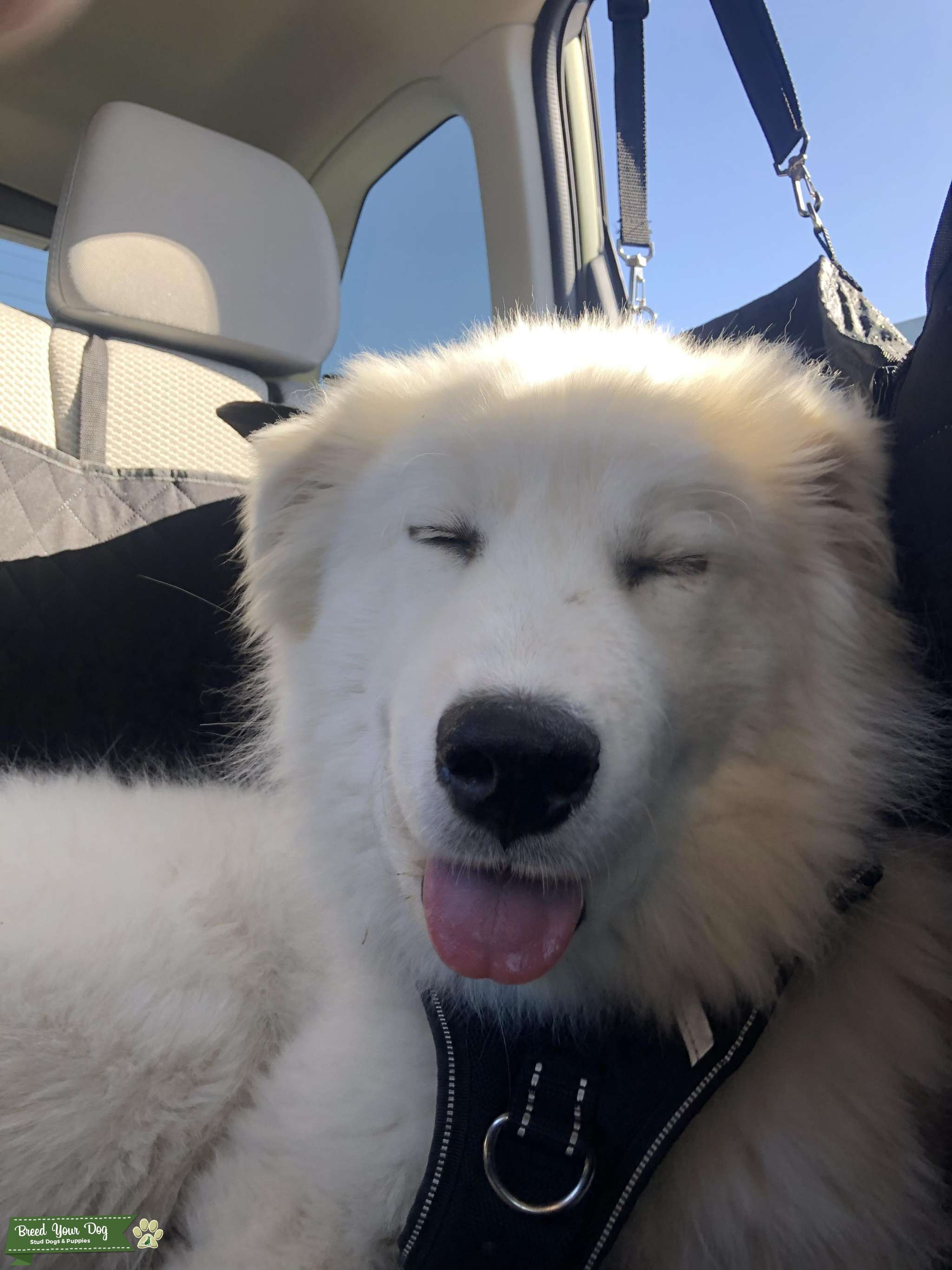 Handsome Samoyed / Great Pyrenees Stud Ready for Action - Stud Dog in ...