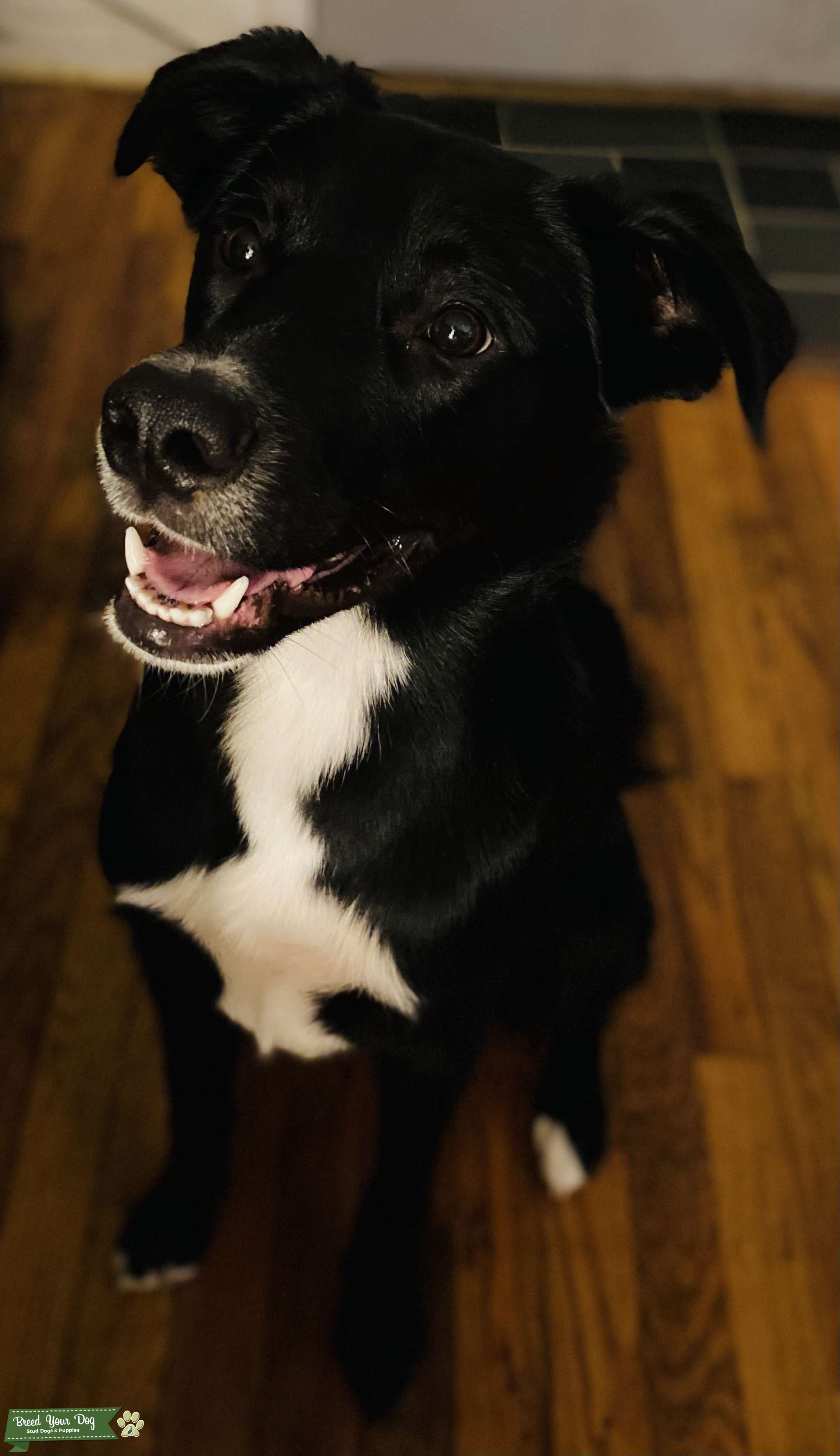 Labraheeler / Aussi Mix - Stud Dog PA - Breed Your Dog