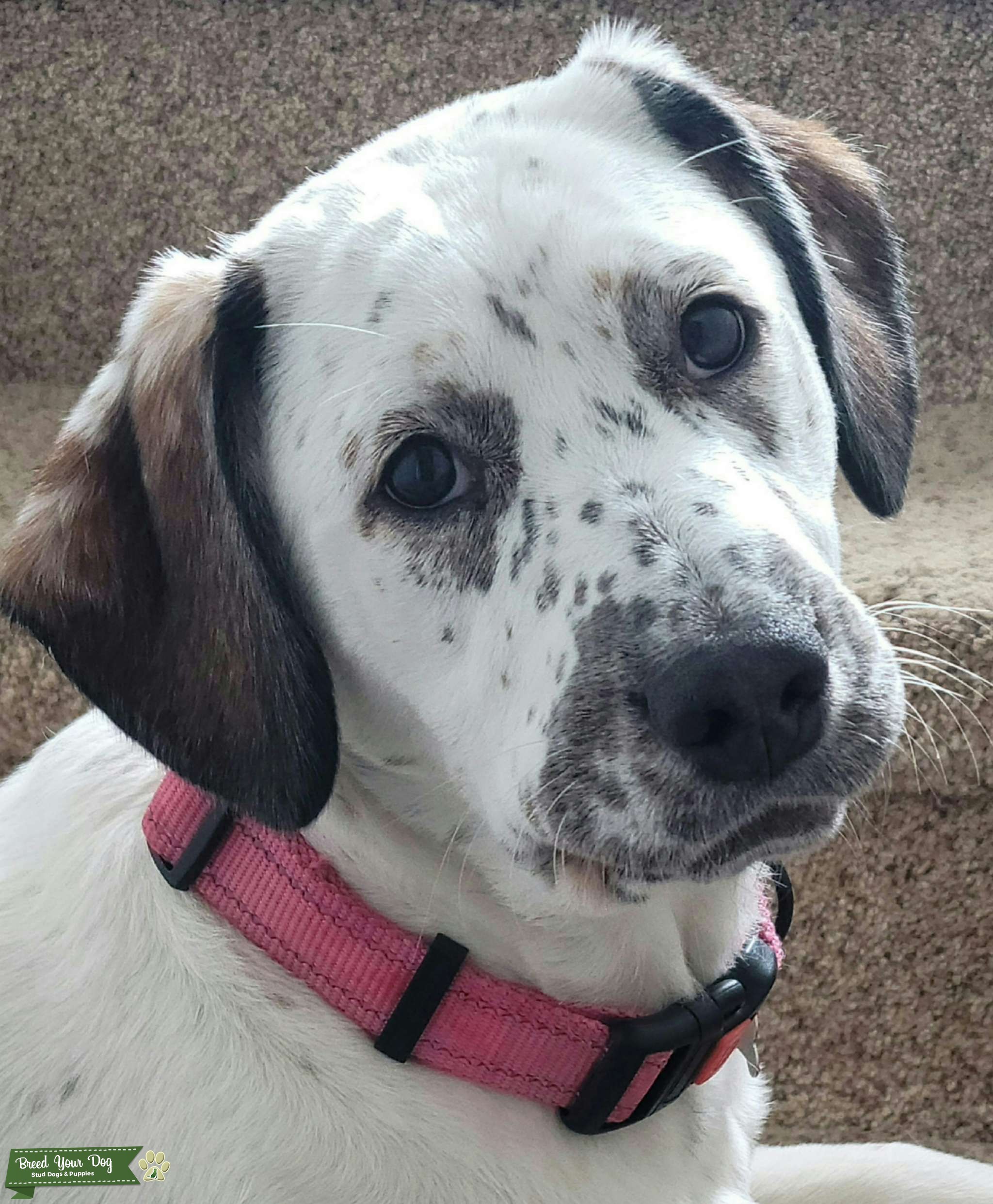 White American Eskimo/Beagle Mix - Stud Dog in Colorado Springs ...
