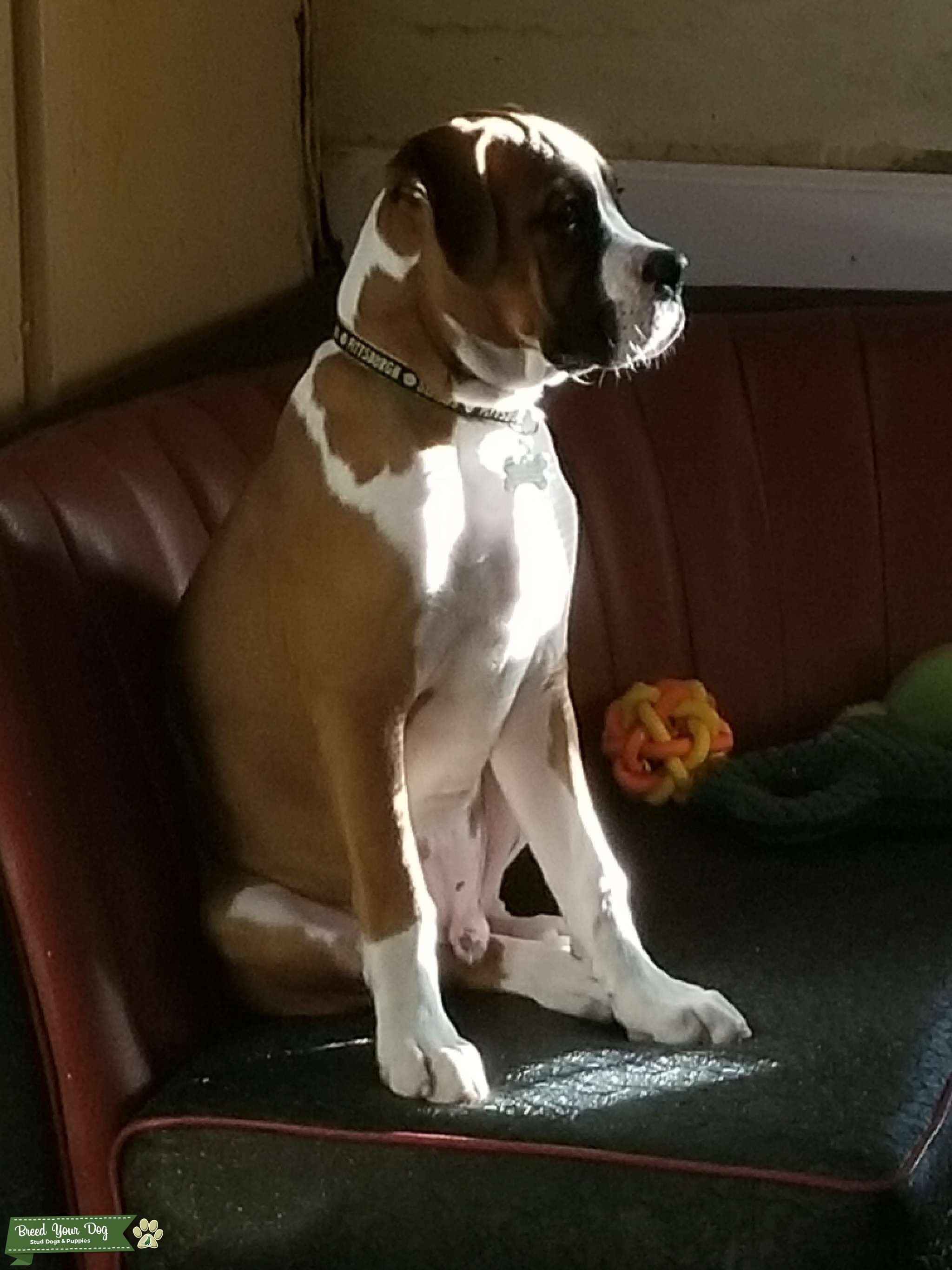 Registered Boxer Stud - Stud Dog Southwest - Breed Your Dog