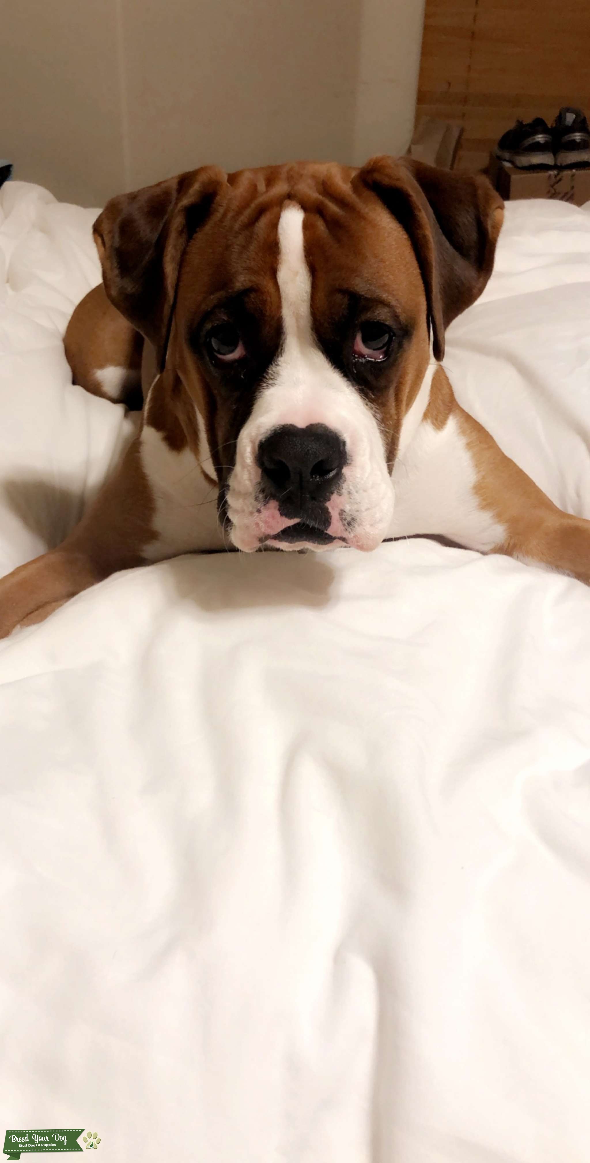Registered Boxer Stud - Stud Dog Southwest - Breed Your Dog