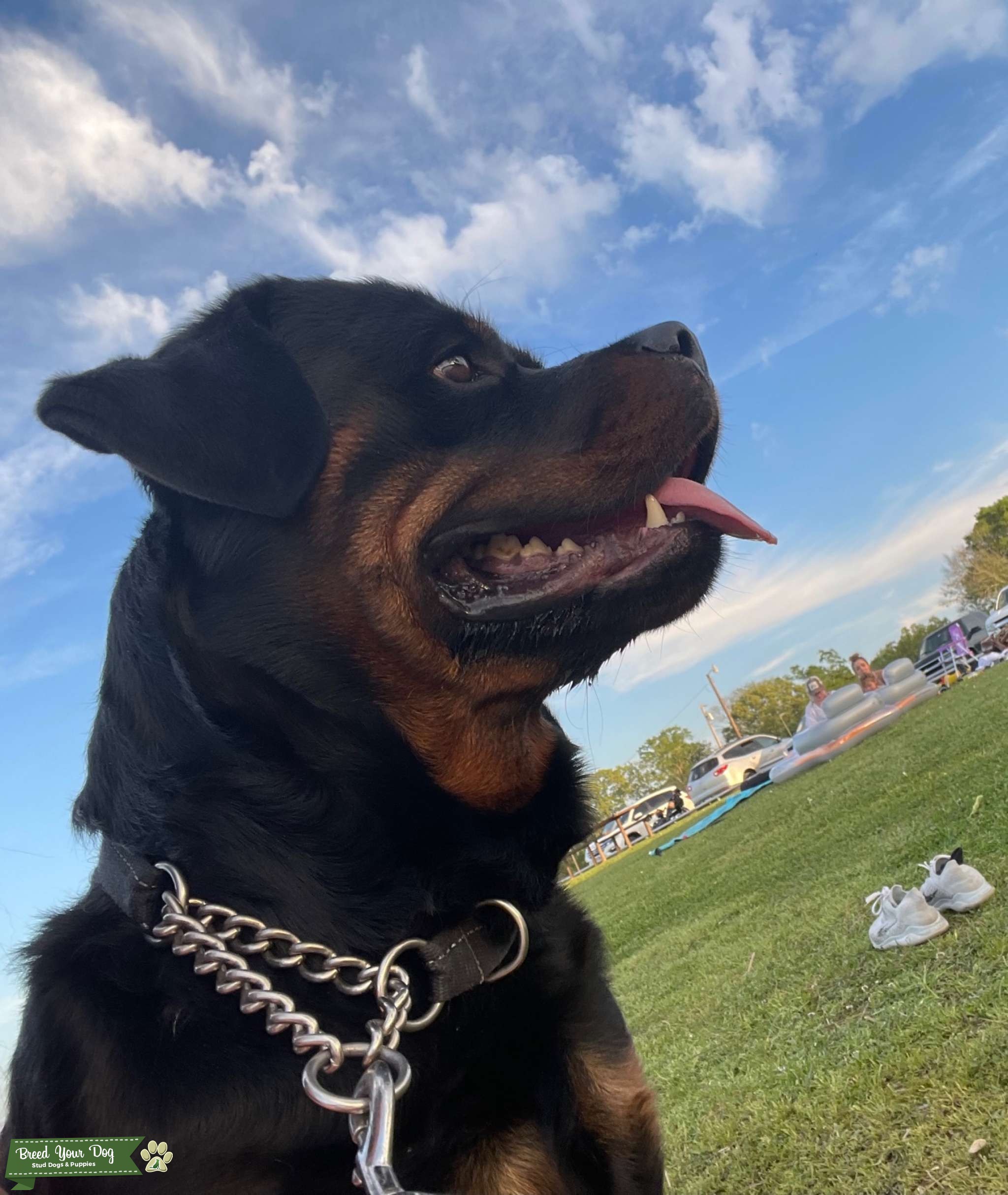 Black/Tan Rottweiler - Stud Dog in Texas , the United States | Breed ...