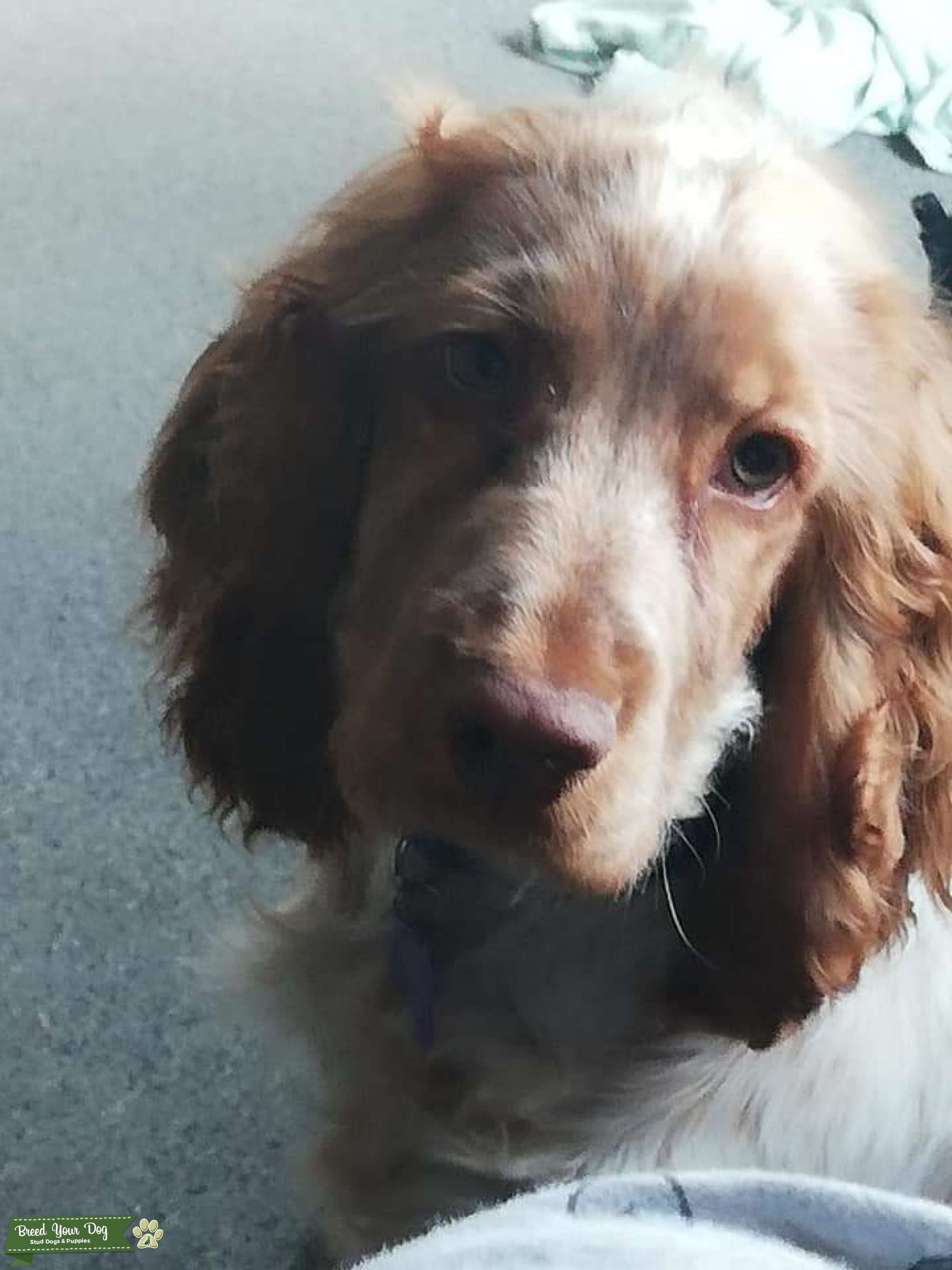 Orange roan cocker spaniel - Stud Dog Lancashire - Breed Your Dog