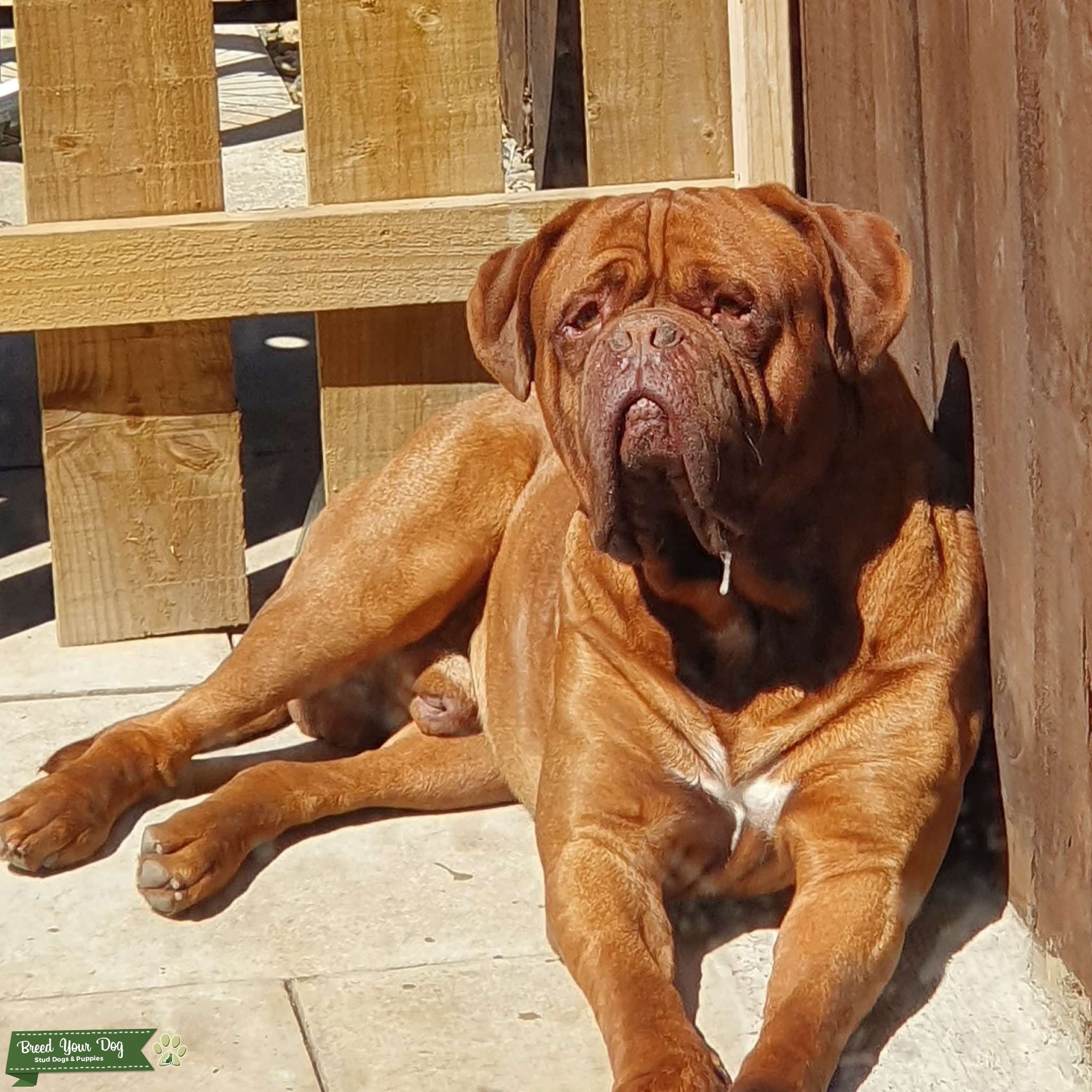 Stud - Stud Dog in Tyne and Wear, the United States | Breed Your Dog