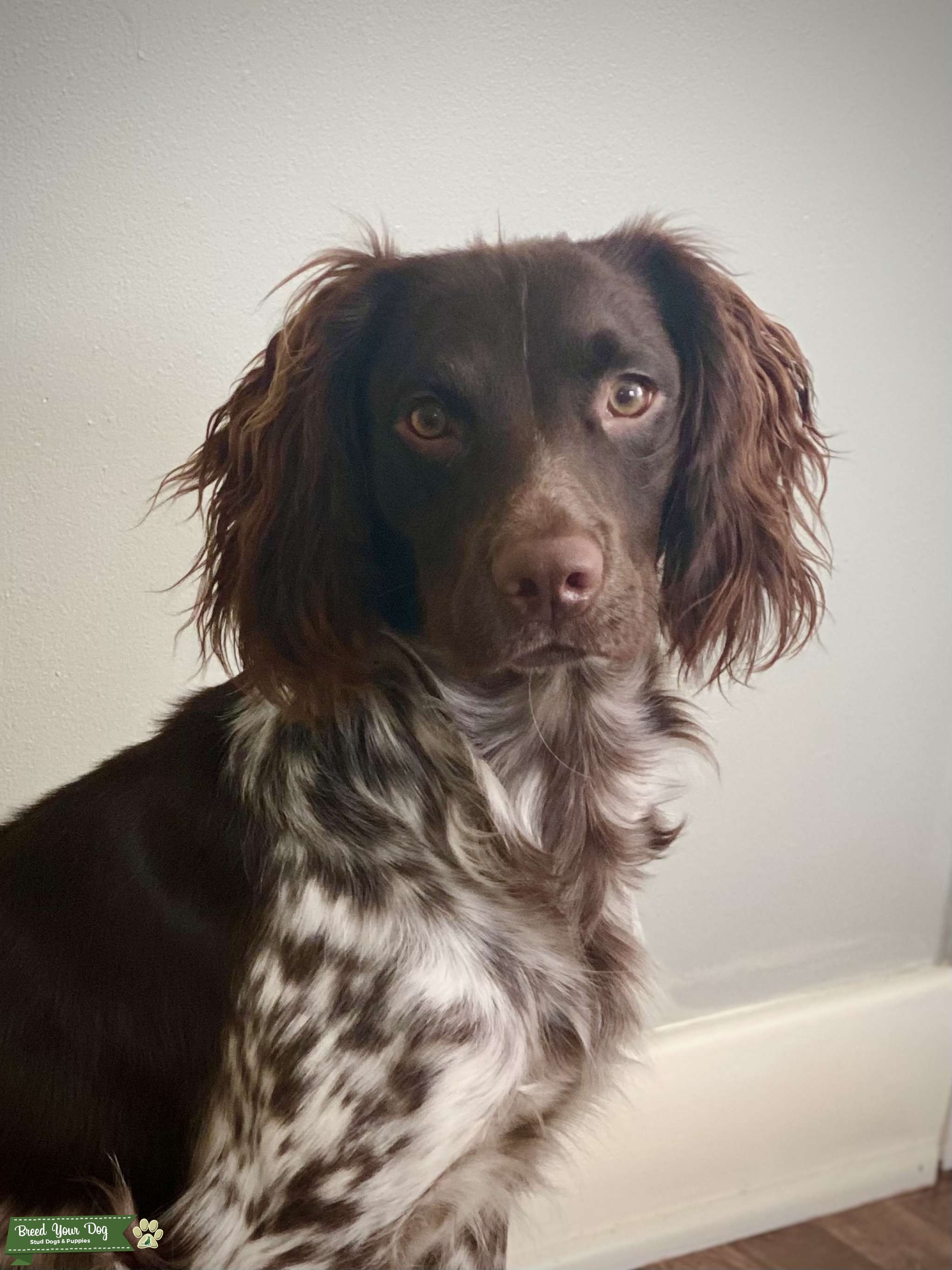 Liver and Roan English Fieldbred Cocker - Stud Dog in Virginia, the ...