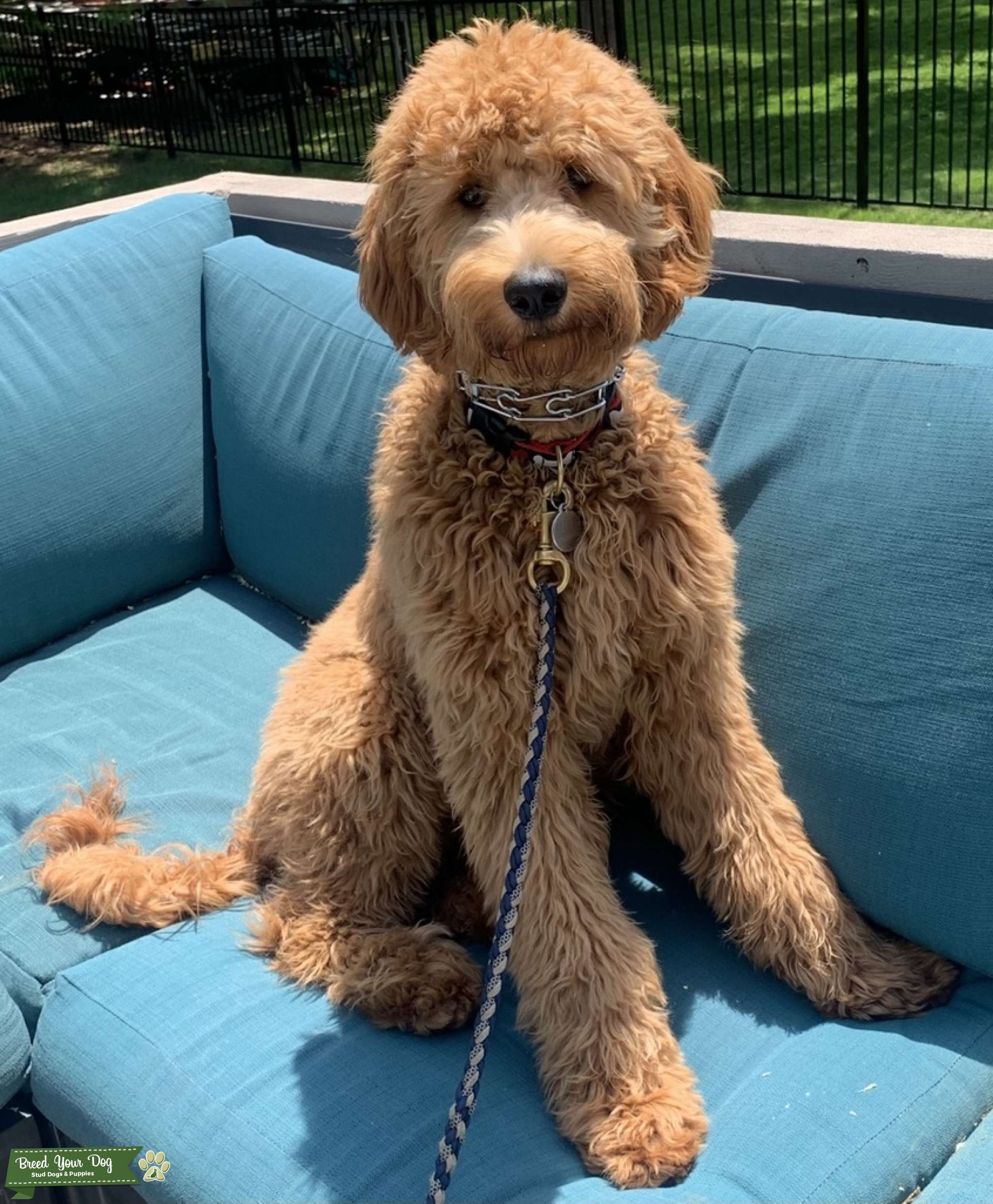 STANDARD GOLDENDOODLE STUD - Stud Dog in massachusetts , the United ...