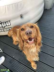 Lemon and white working cocker spaniel - Stud Dog in West Yorkshire ...