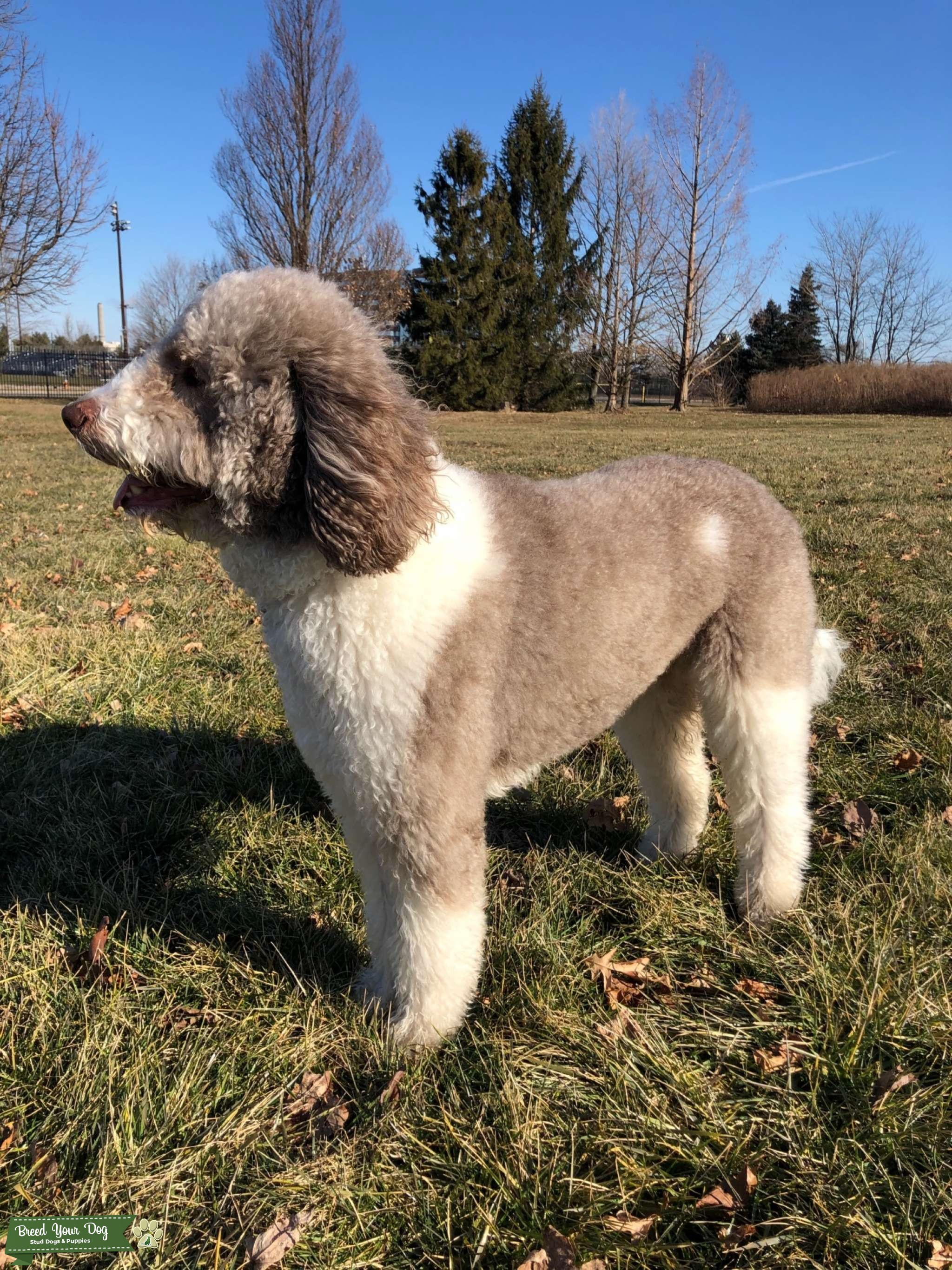STUD Blue Merle Labradoodle - Stud Dog in New York, NY, the United ...