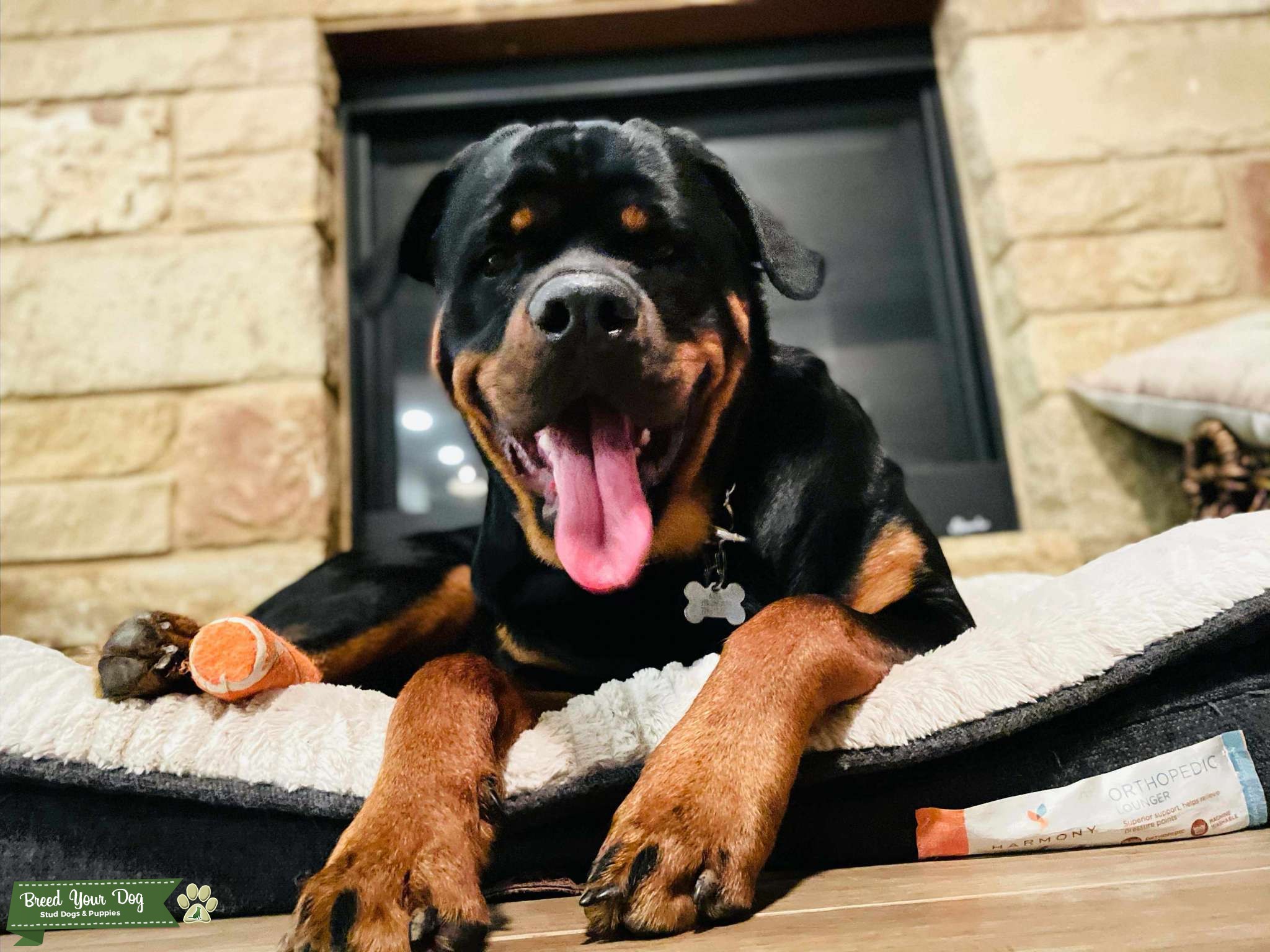 Purebred Rottweiler - Stud Dog in Texas, the United States | Breed Your Dog