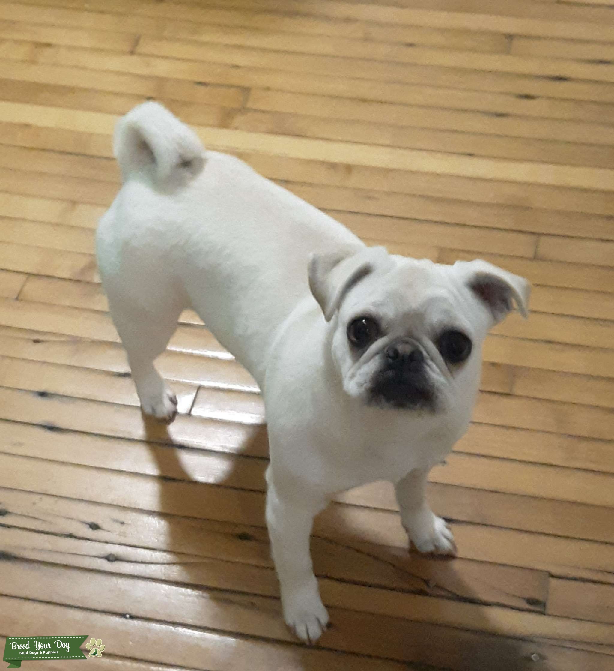 Beautiful white PUG - Stud Dog in Wisconsin, United States | Breed Your Dog