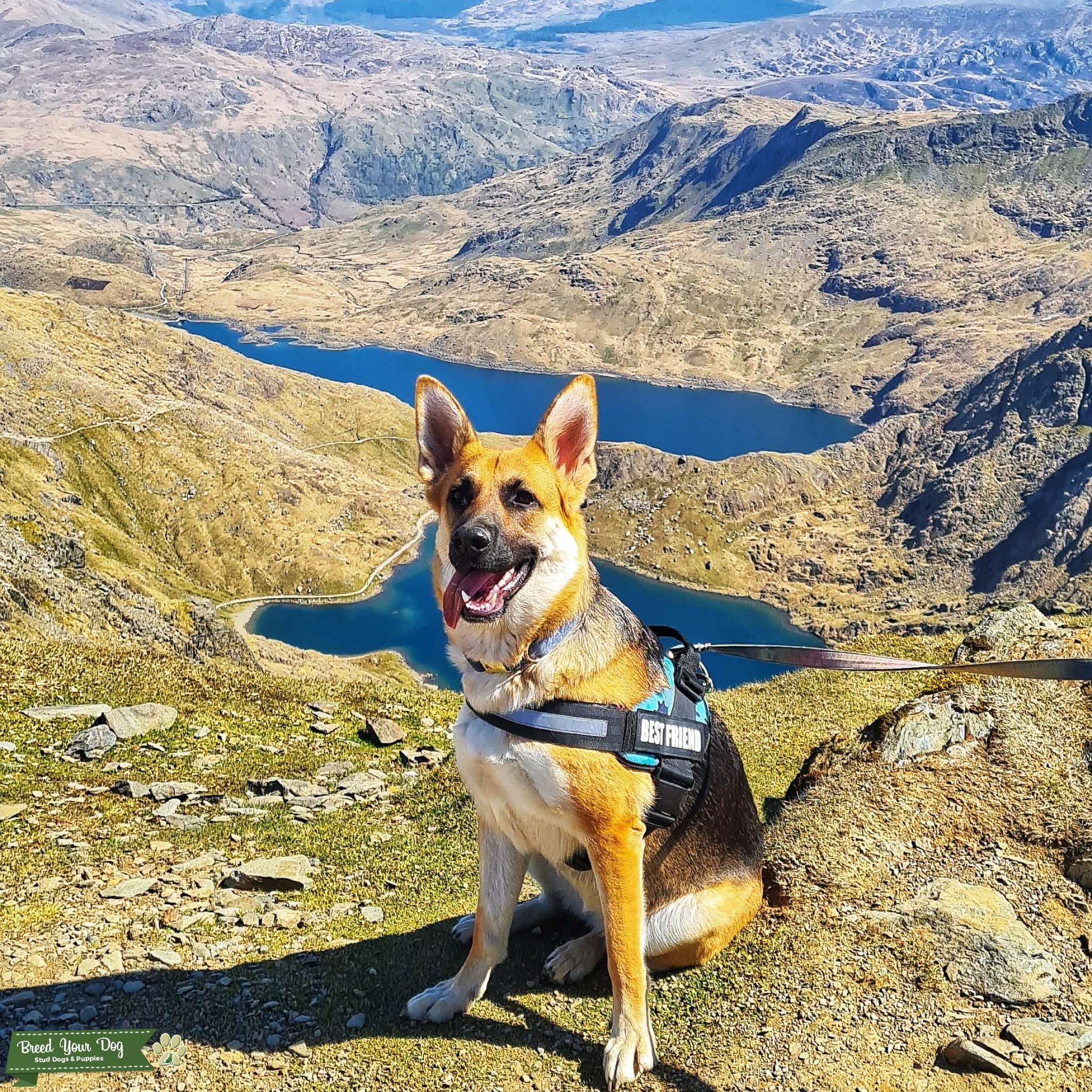 Female gsd - Stud Dog UNITED KINGDOM - Breed Your Dog