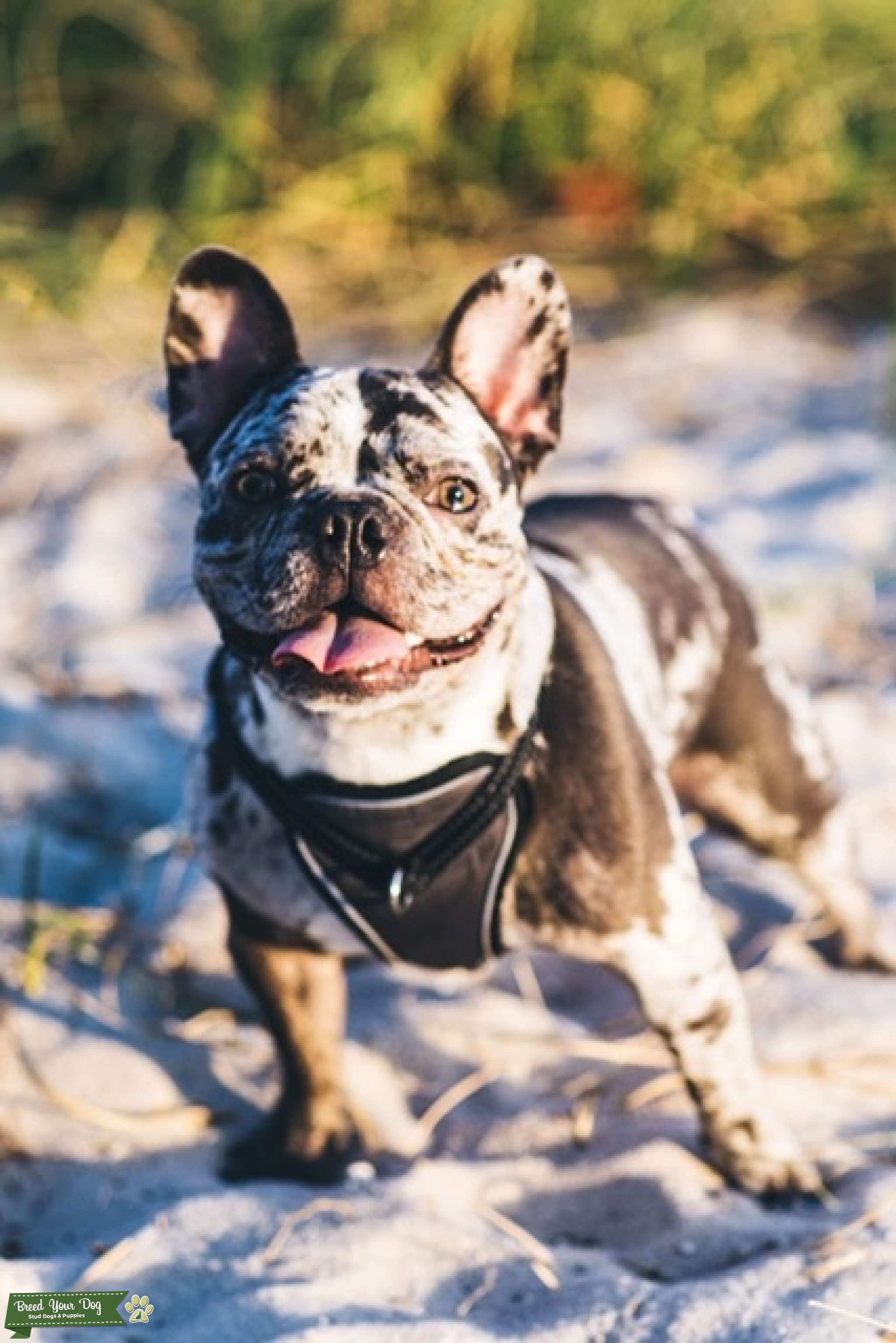 merle frenchie looking for female - Stud Dog in 33130, the United ...