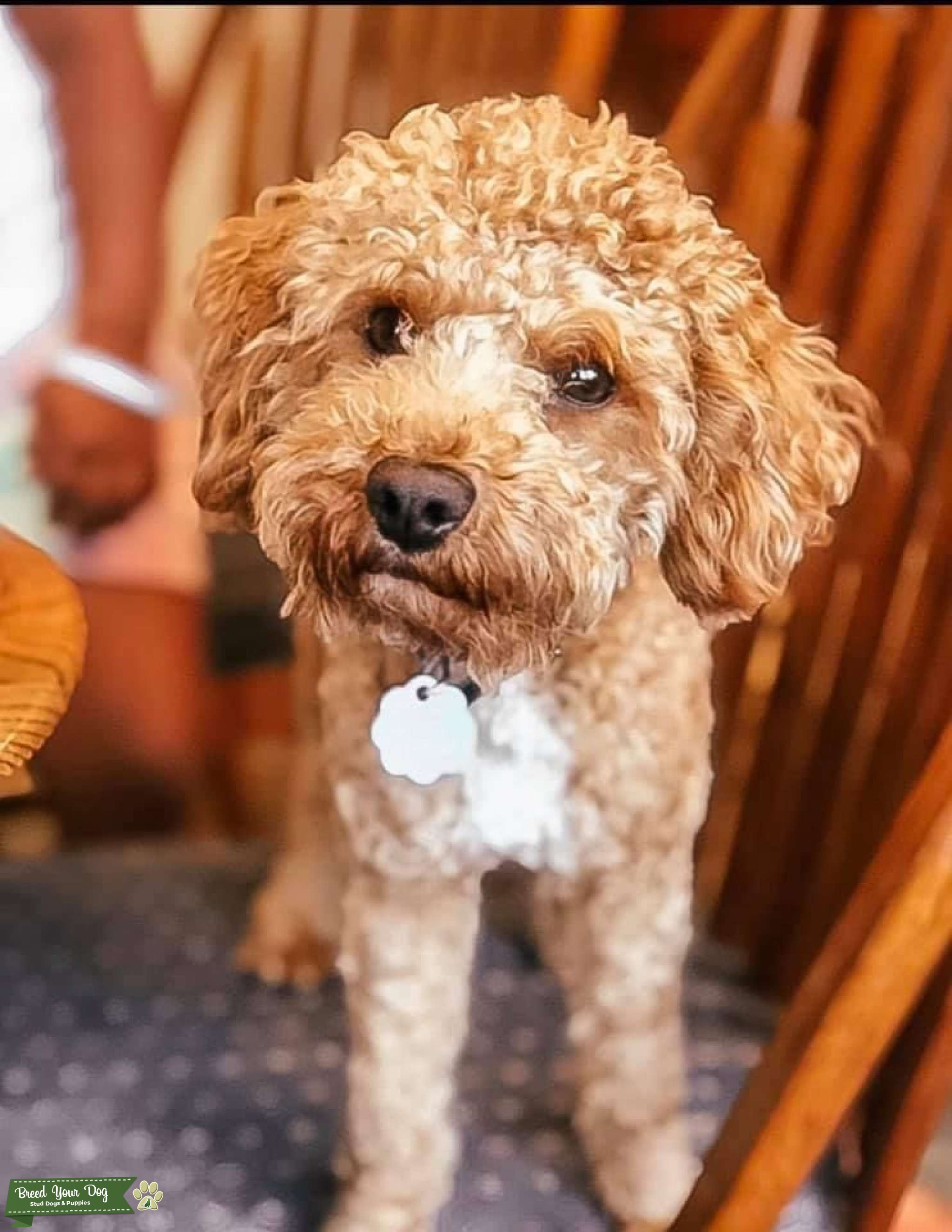 Red miniature poodle 9lbs - Stud Dog in Pennsylvania , the United ...