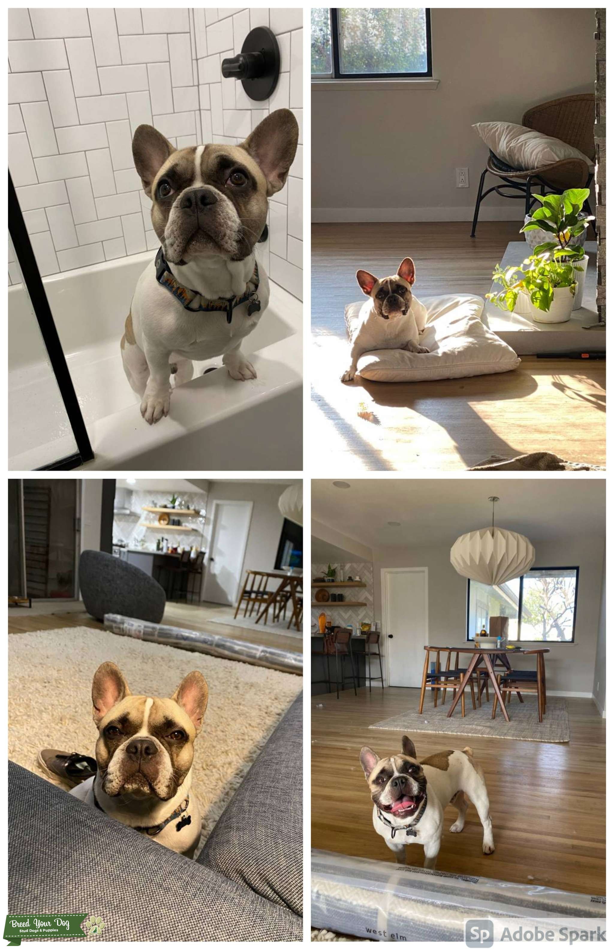 Masked Pied Fawn French Bulldog - Frenchie Stud - Stud Dog California ...