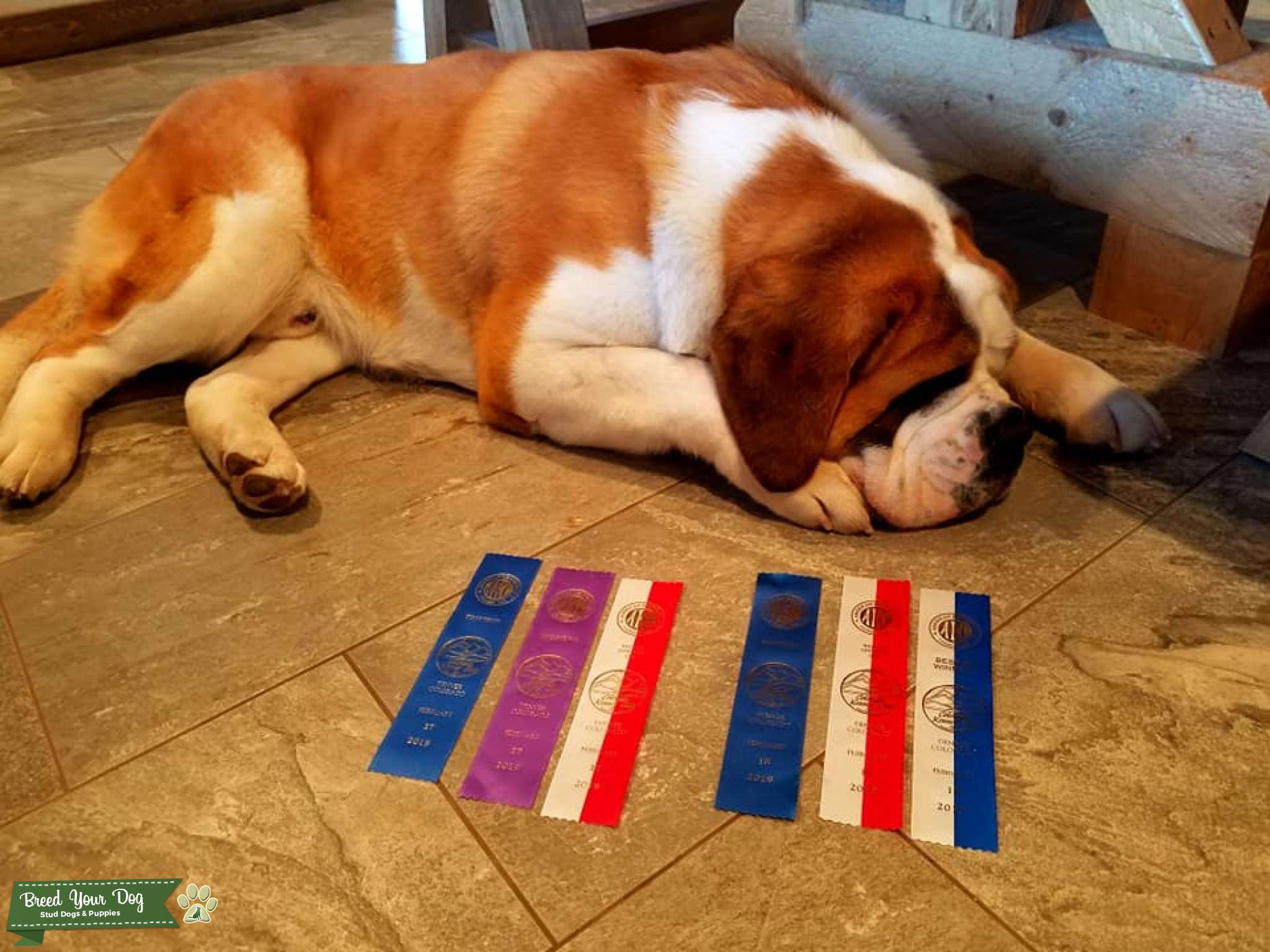 Smooth Coat Saint Bernard - Stud Dog in Tennessee, the United States ...