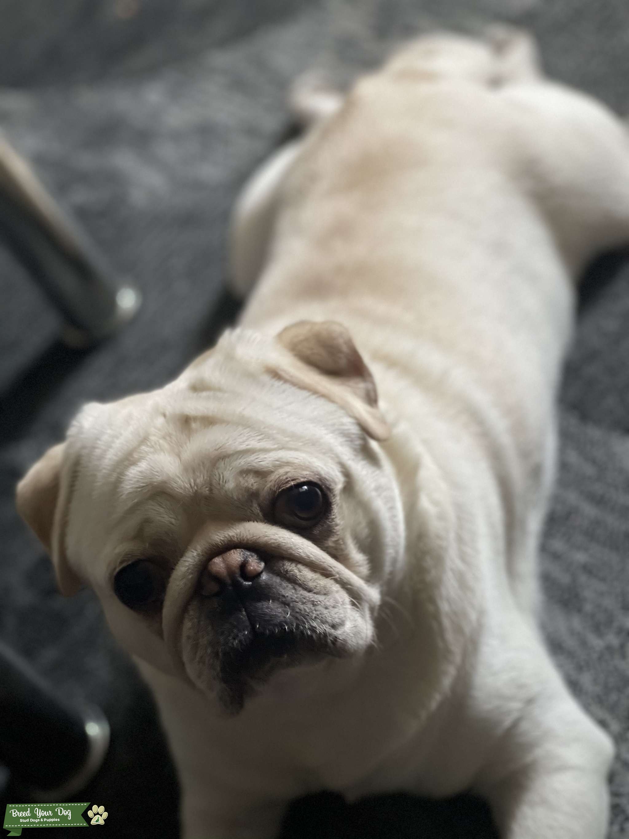 All white male pug (Stud) - Stud Dog in Pennsylvania , the United ...