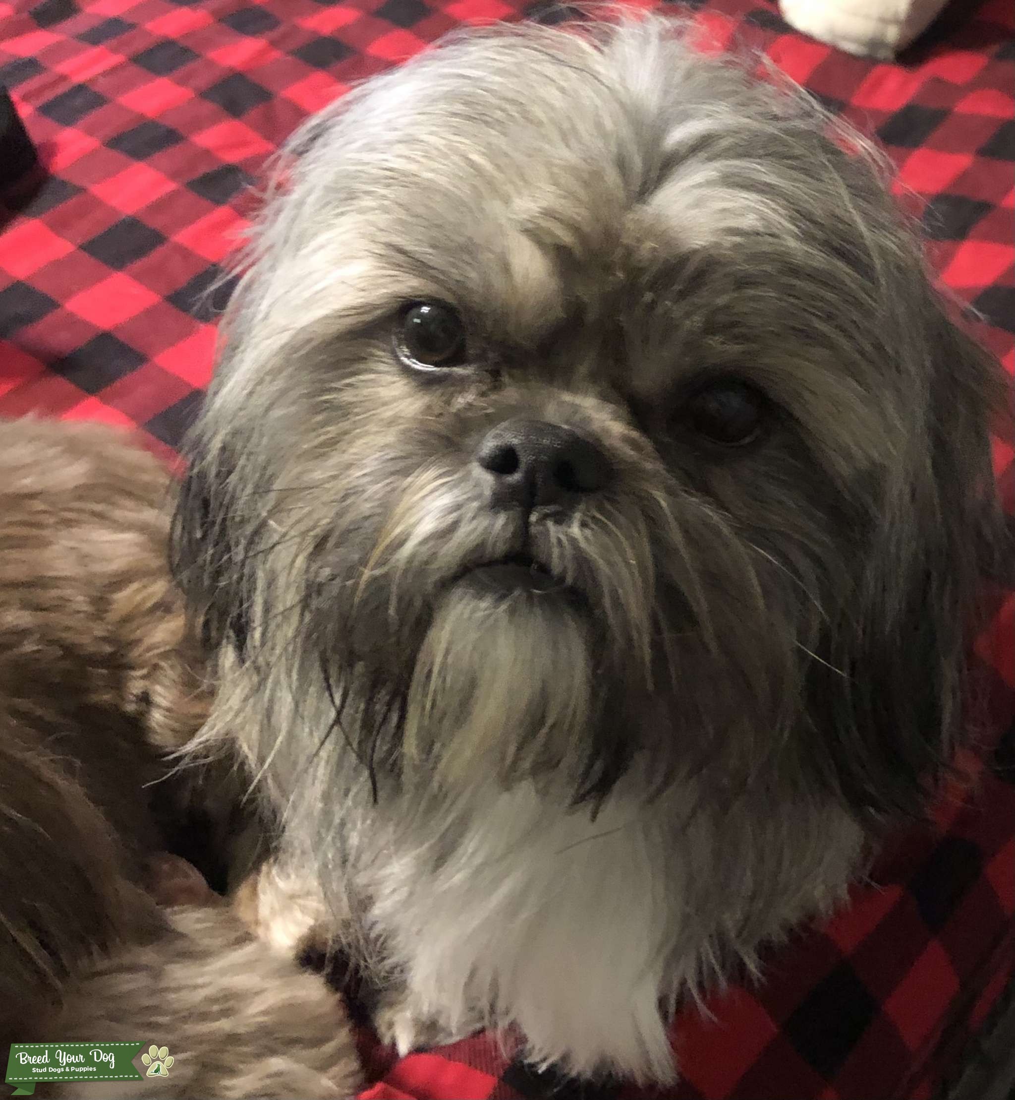 Shin tzu stud - Stud Dog Kentucky - Breed Your Dog