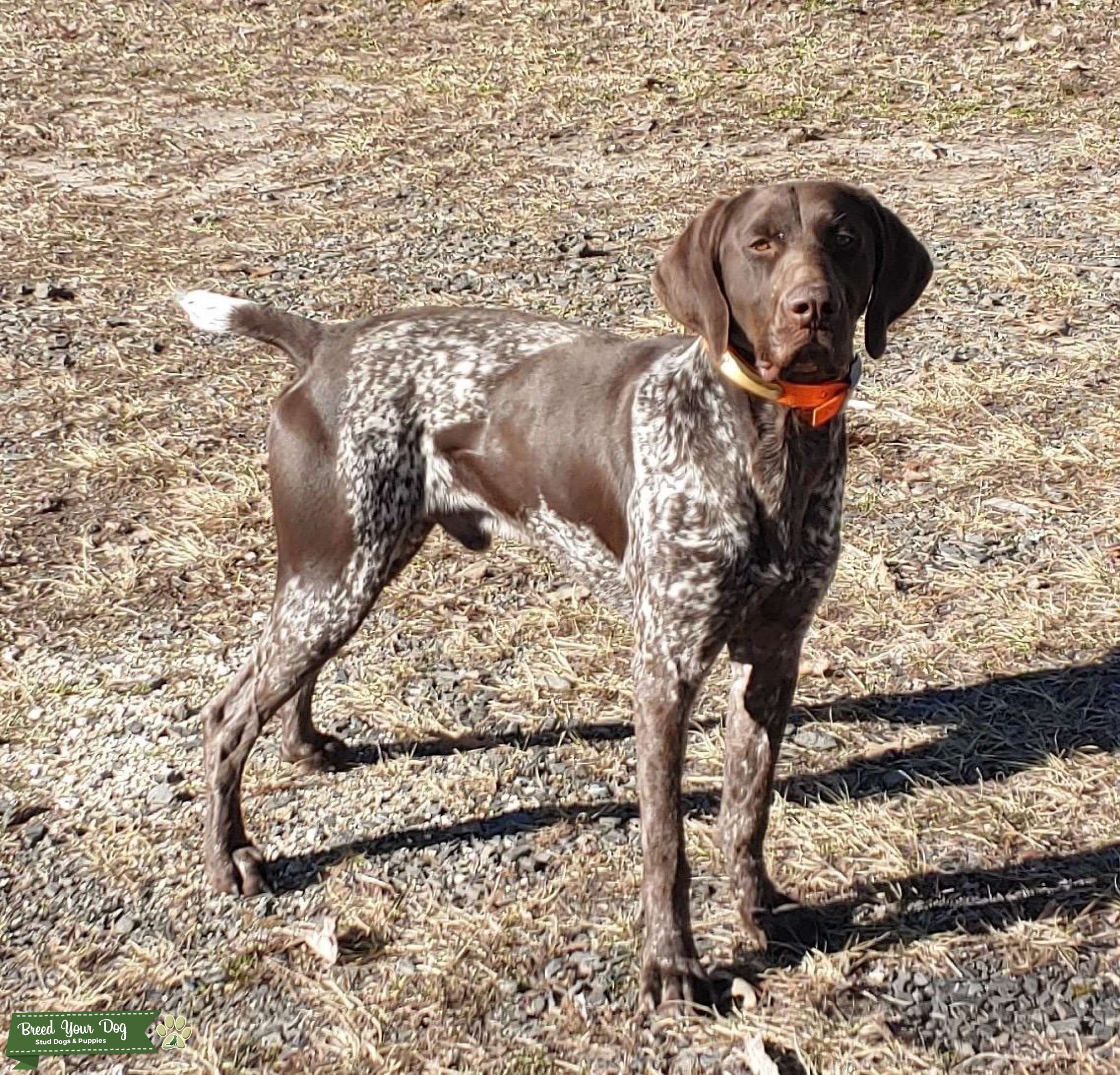 German Shorthaired Pointer for stud - Stud Dog in Eden, United States ...