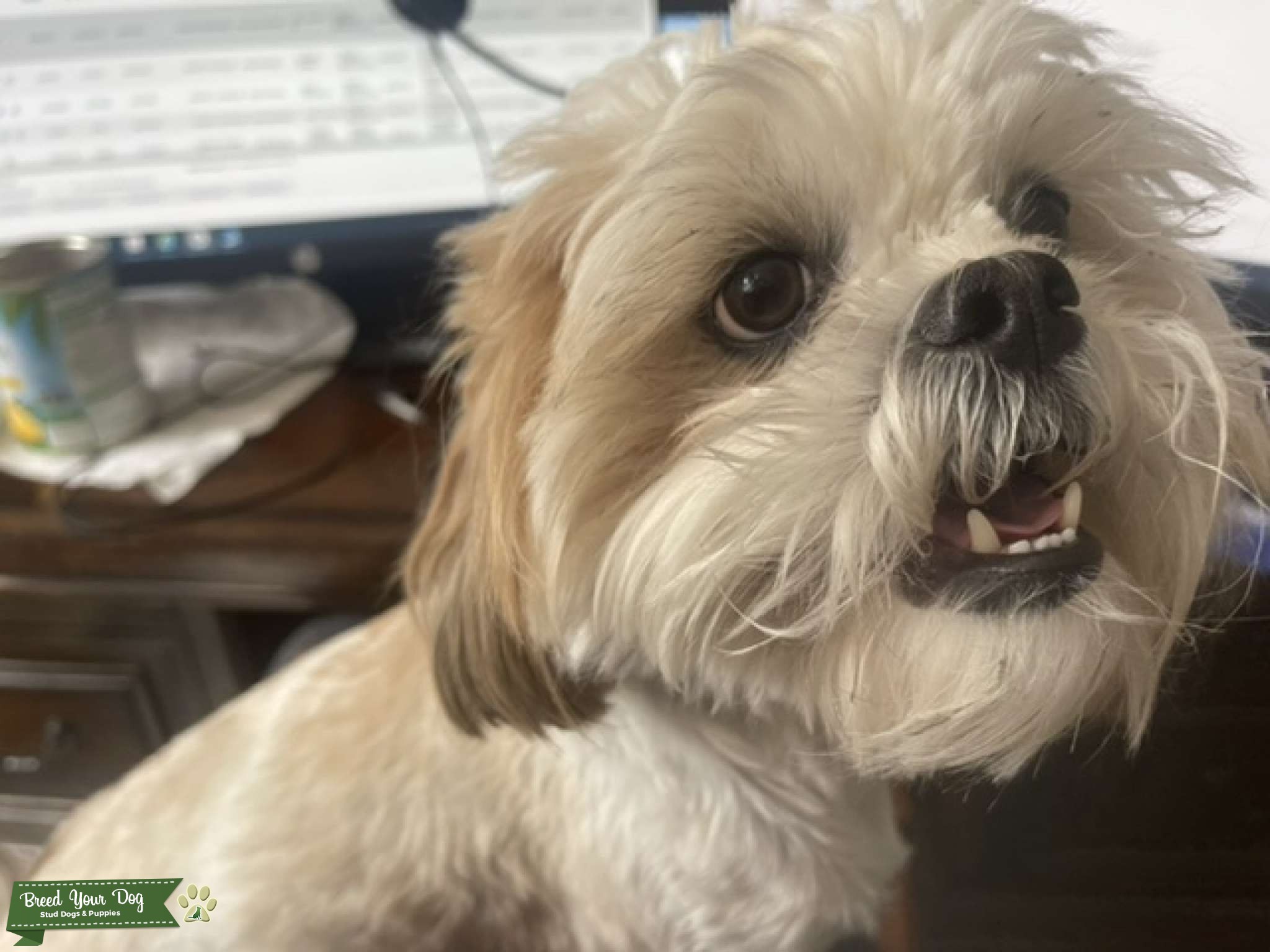 Looking for a Stud for my female Lapsa also. - Stud Dog Las Vegas ...