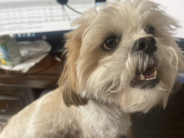 Looking for a Stud for my female Lapsa also. - Stud Dog in Las Vegas ...