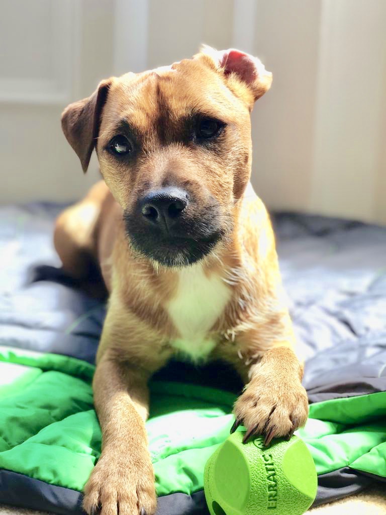 Stunning Patterjack for stud £200 - Stud Dog in Dorset, United Kingdom ...