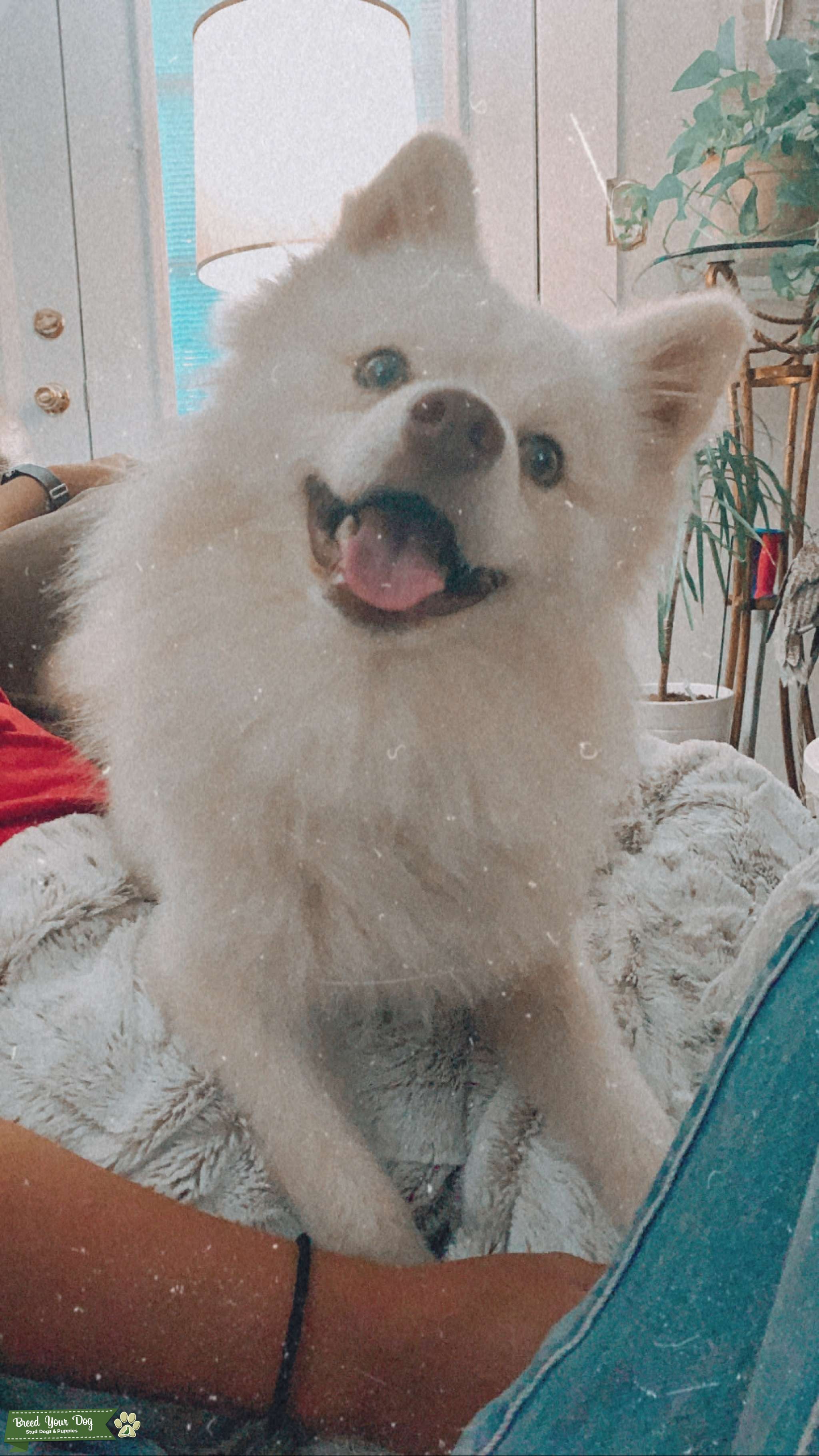 White Throwback Pomeranian - Stud Dog in Middle TN, the United States ...