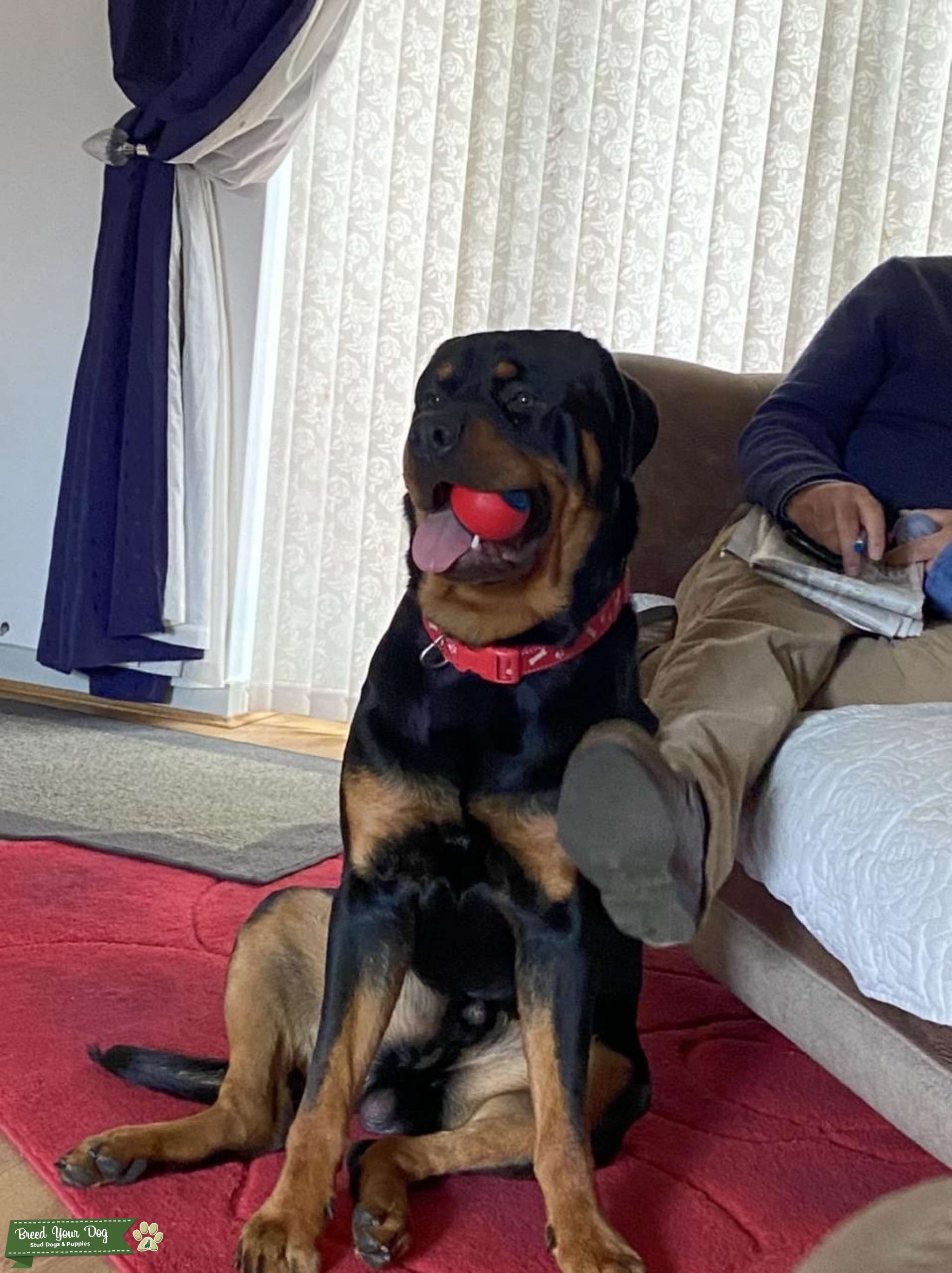 Bear the Rottweiler - Stud Dog in Milton Keynes, the United States ...