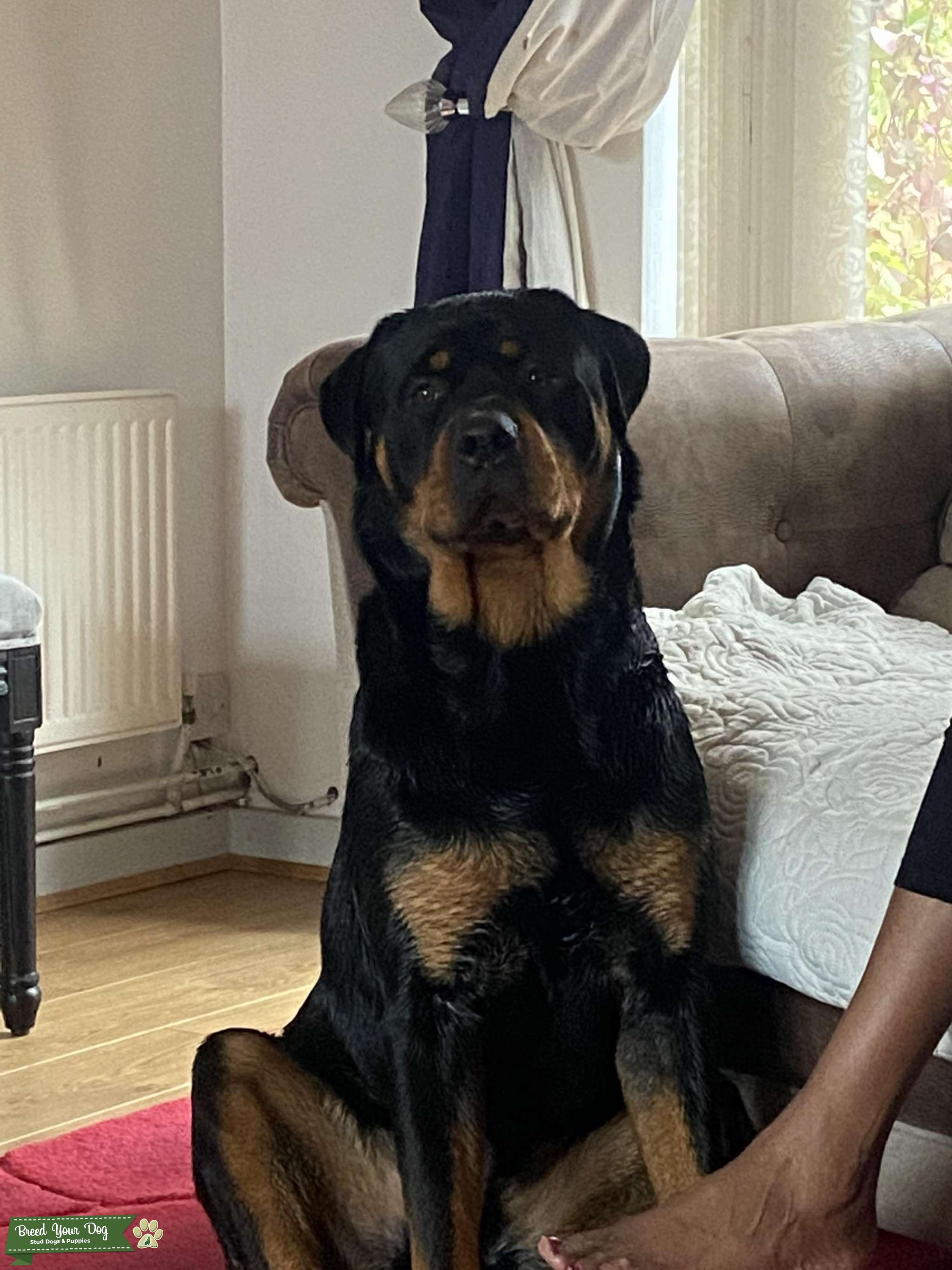 Bear the Rottweiler - Stud Dog in Milton Keynes, the United States ...