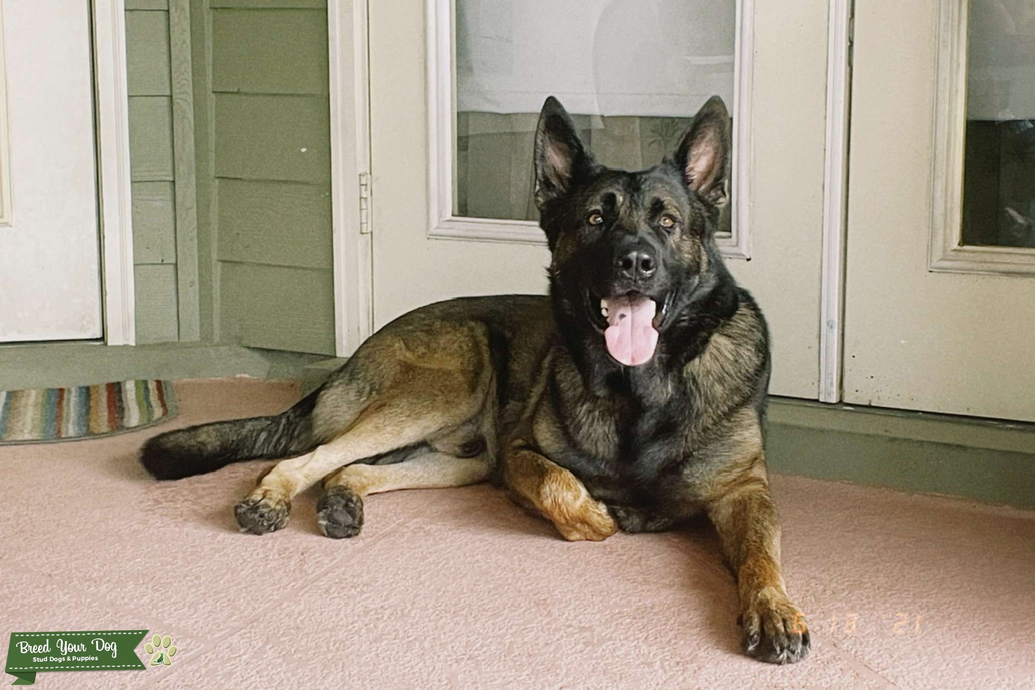 Sable German Shepherd/Belgian Malinois - Stud Dog in Florida, the ...