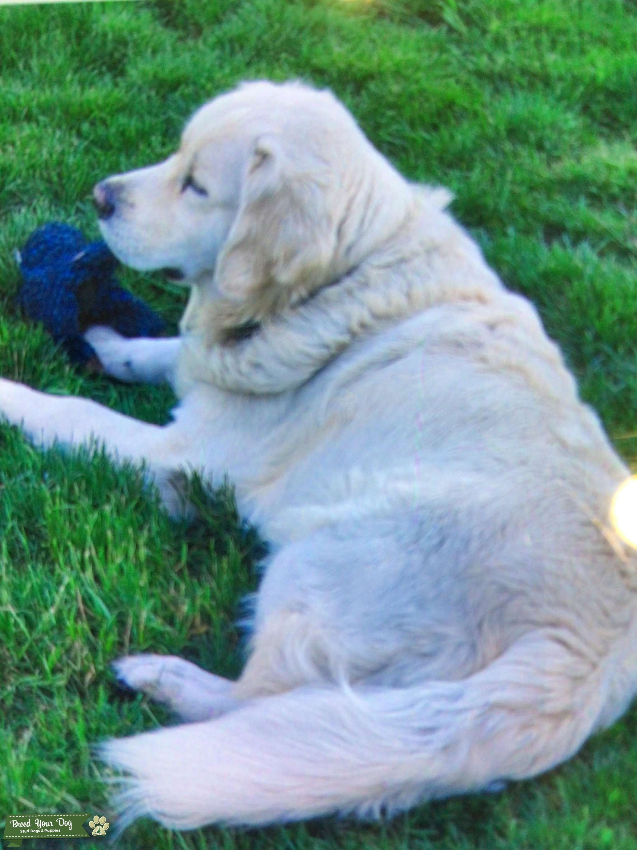 Champion Stud dog - Stud Dog in Indiana, the United States | Breed Your Dog