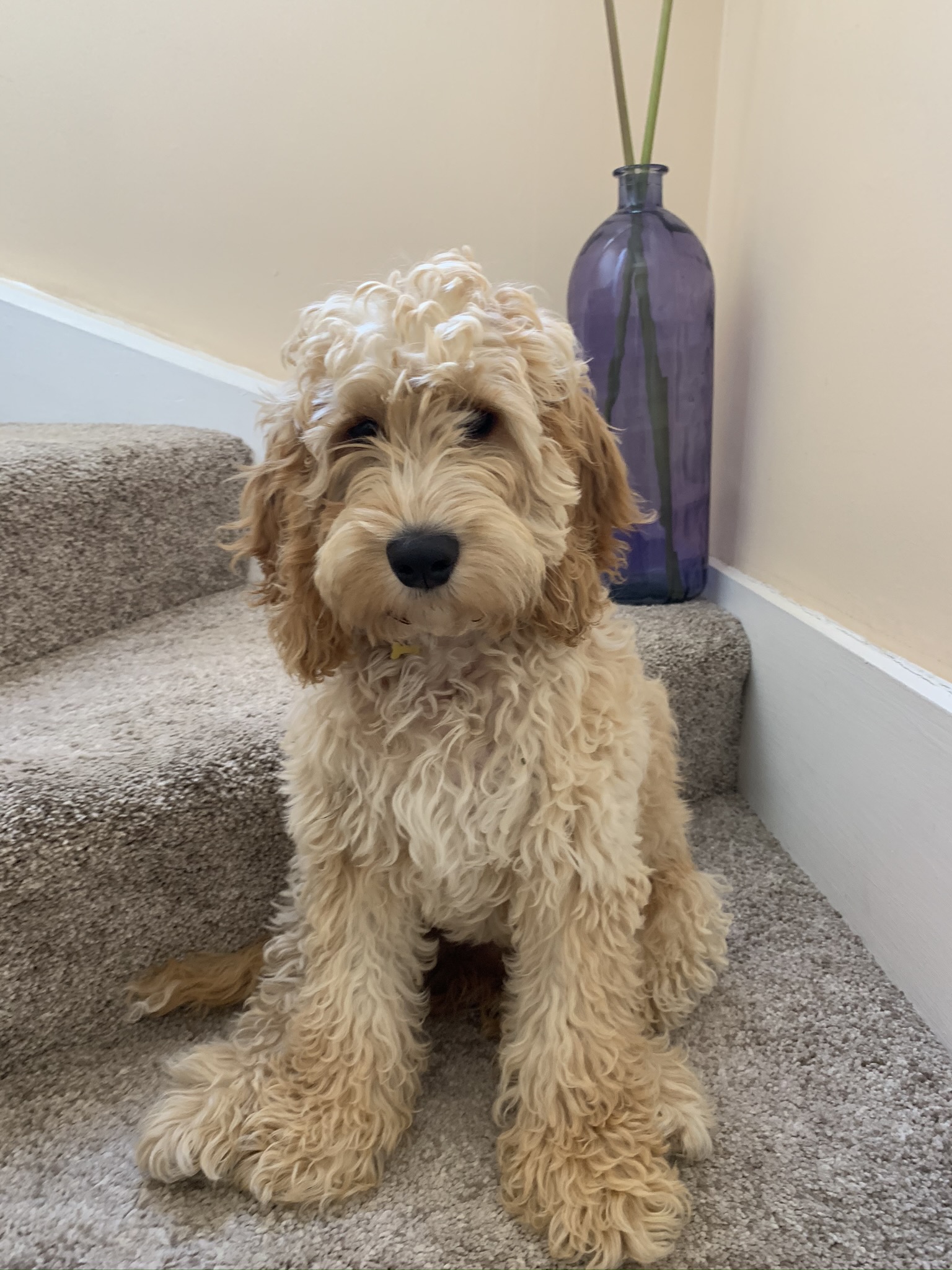 Cockapoo Stud - Stud Dog in Birmingham , the United States | Breed Your Dog